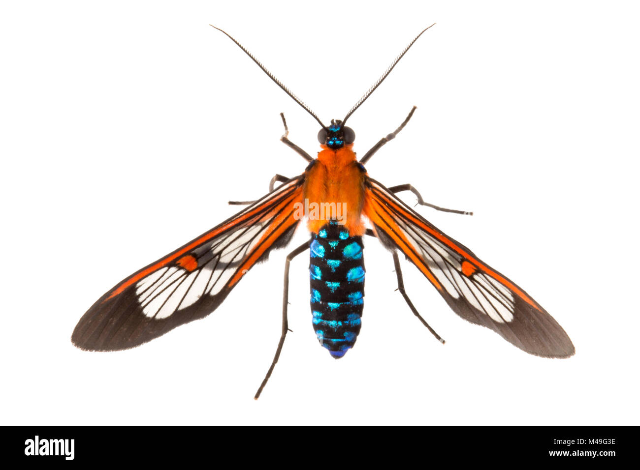 Clearwing moth (Cosmosoma teuthras) photographed on a white background ...