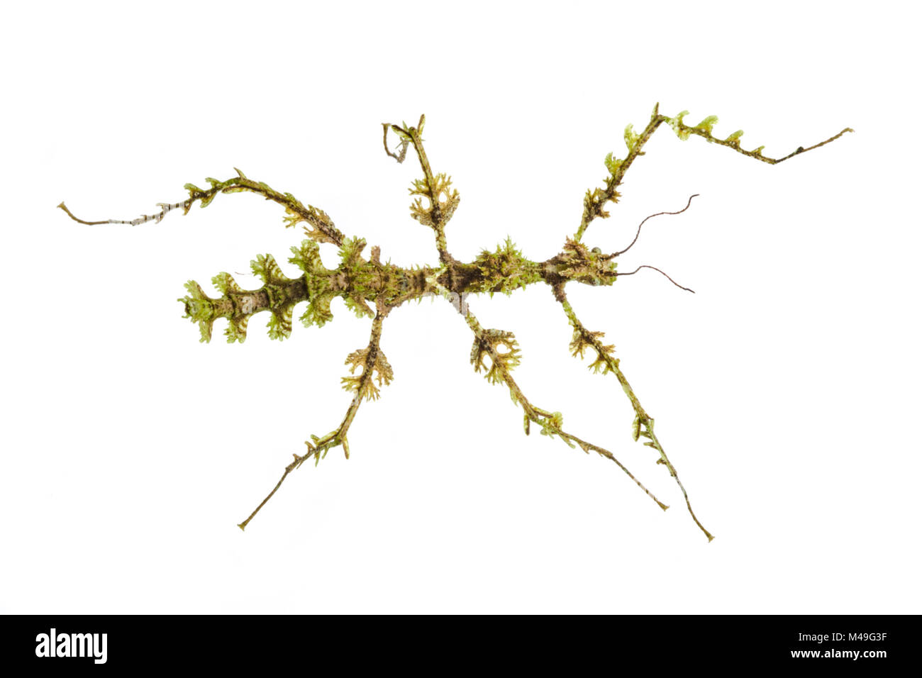 Moss mimic stick insect (Trychopeplus laciniatus) showing amazing ...