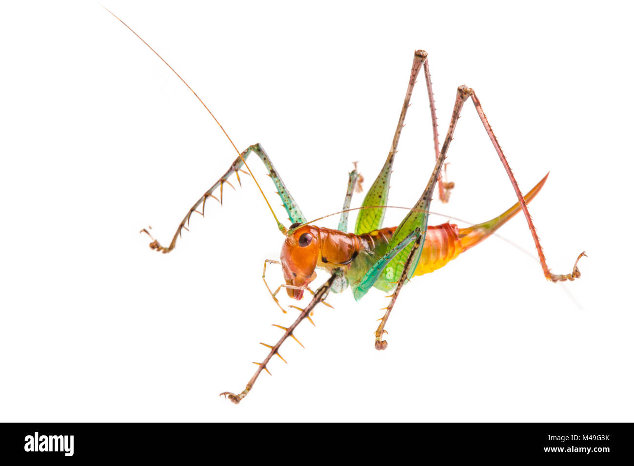Spiny predatory katydid (Listroscelis sp) photographed on a white ...