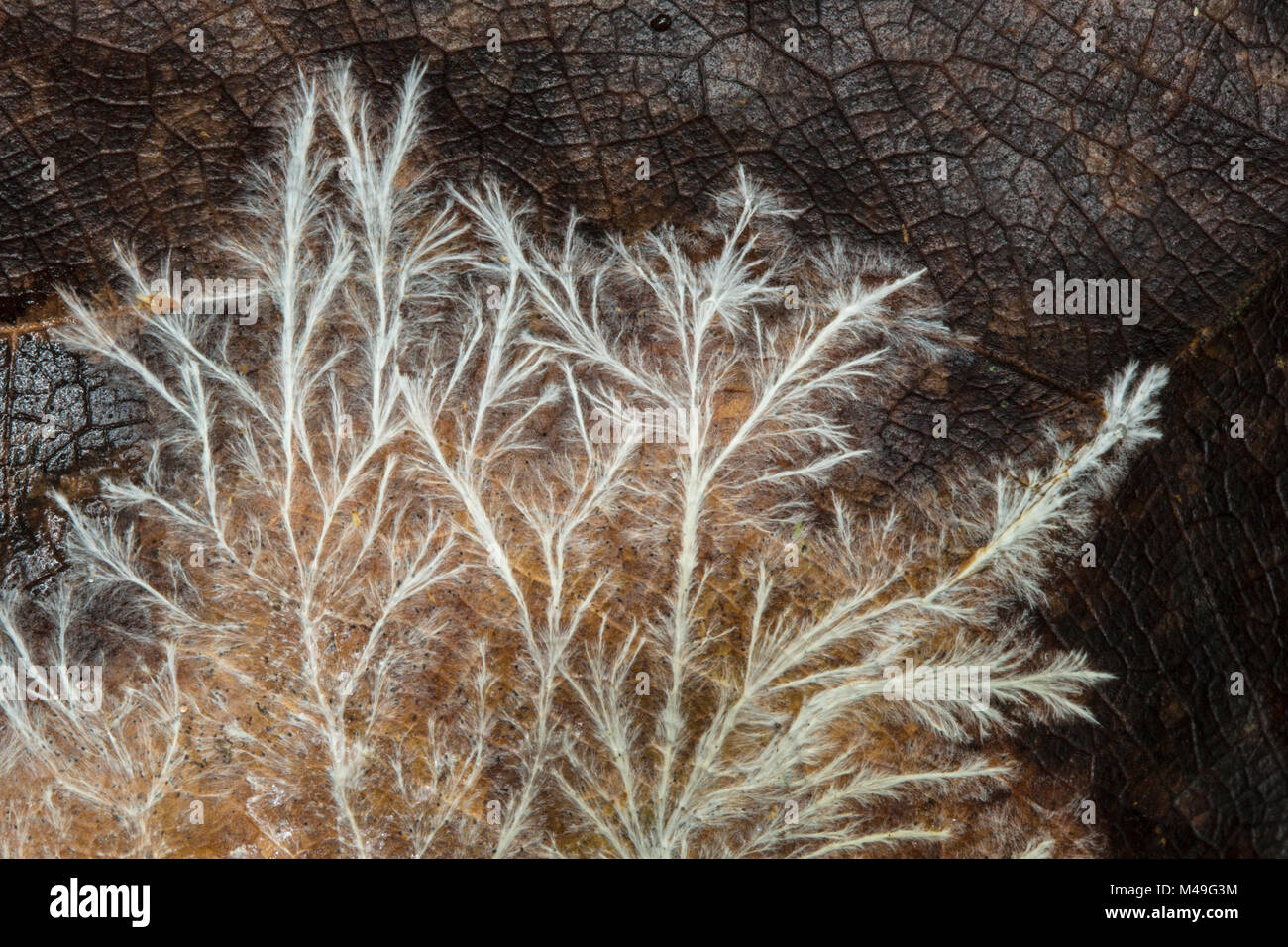 Vegetative mycelium hi-res stock photography and images - Alamy
