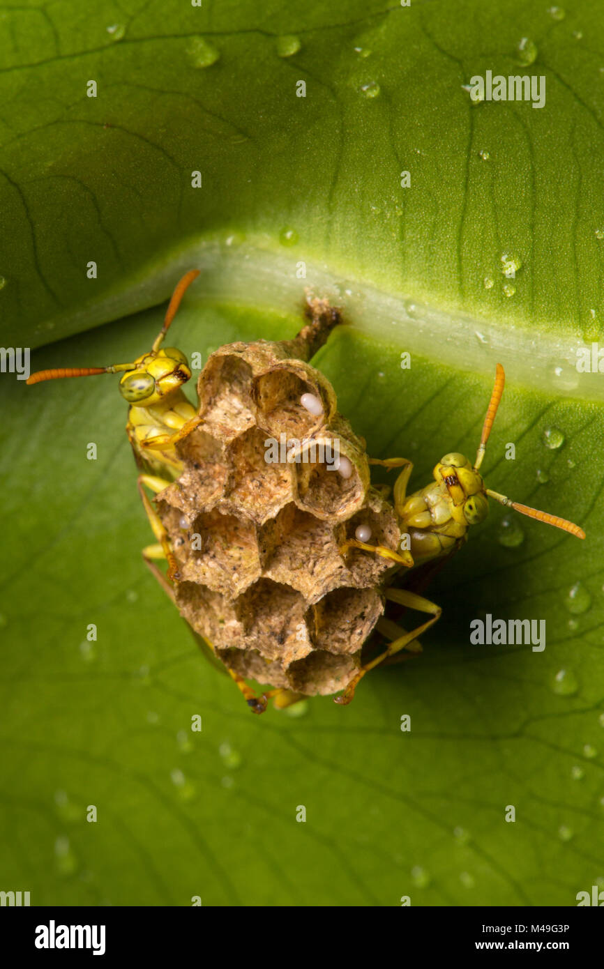 Paper wasps (Polistinae) at nest attached to underside of leaf with ...