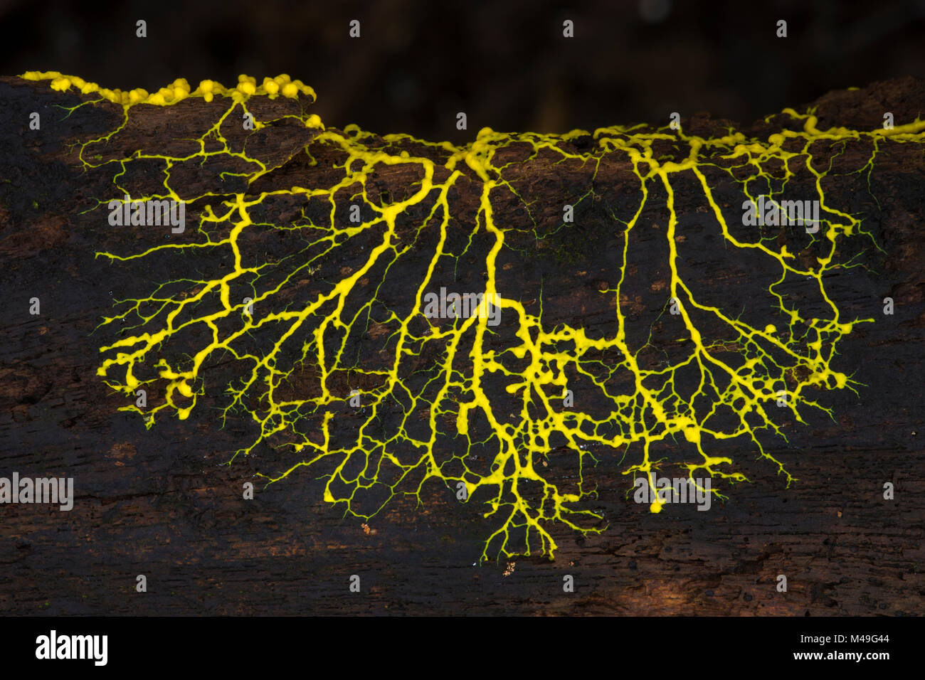 Slime mould (physarum sp) hi-res stock photography and images - Alamy