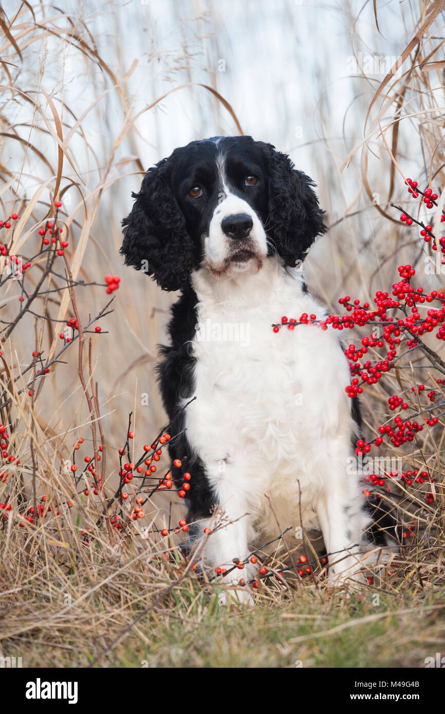 English springer spaniel colors hi-res stock photography and images - Alamy