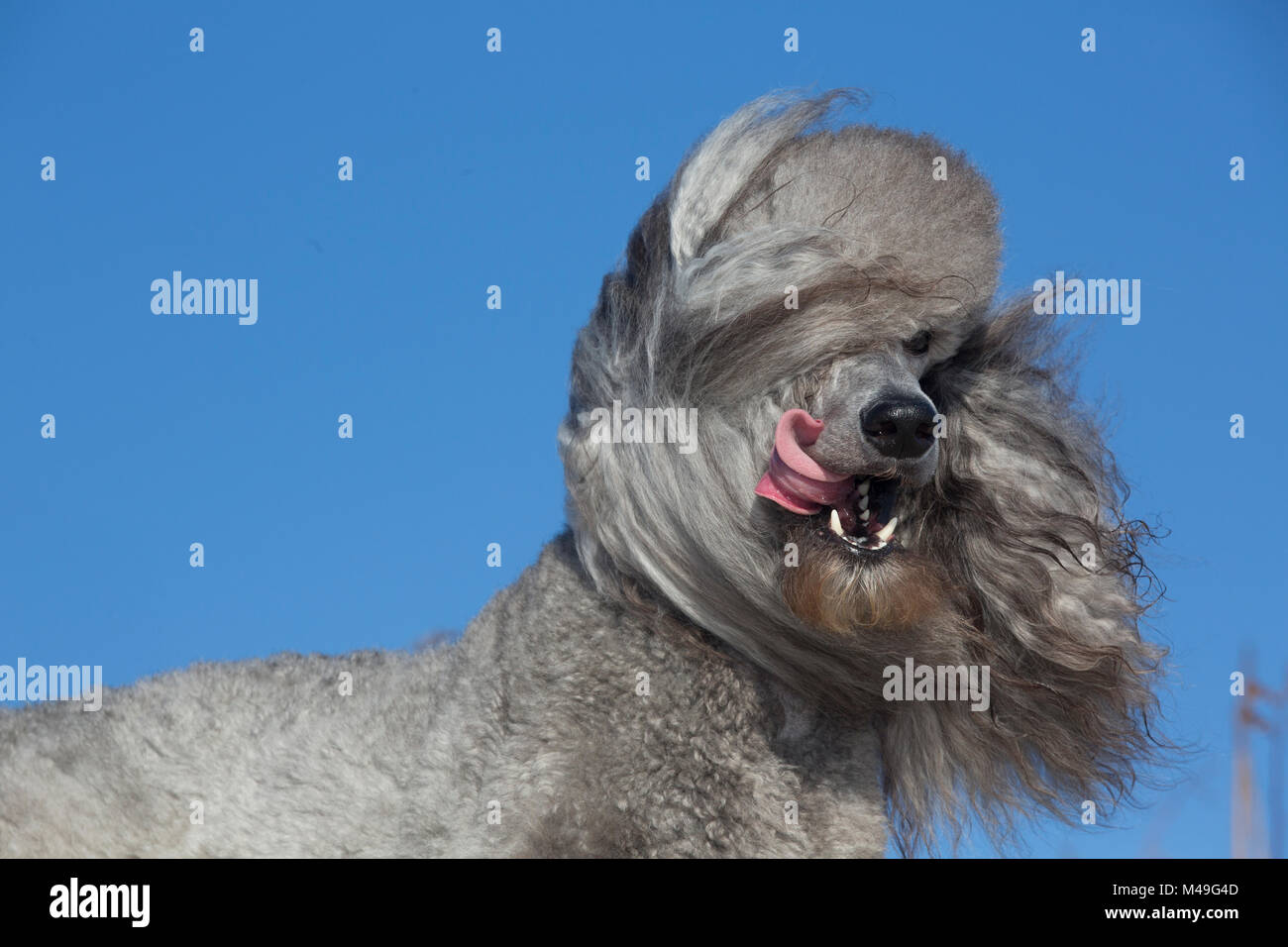 Standard Poodle in sharp wind on beach dune, Waterford, Connecticut ...