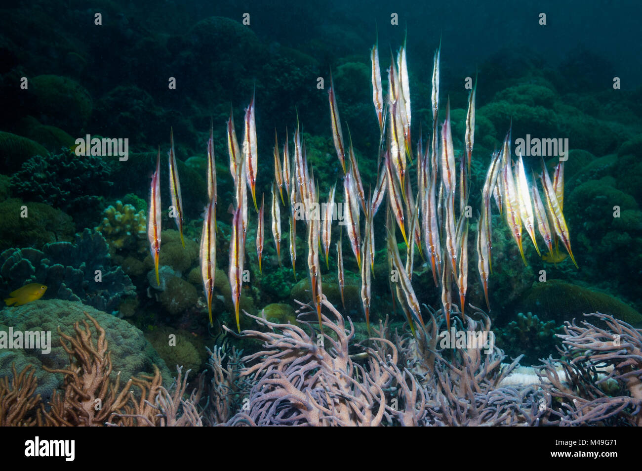 Shrimpfish / Razorfish (Aeoliscus punctatus / strigatus) have adapted ...