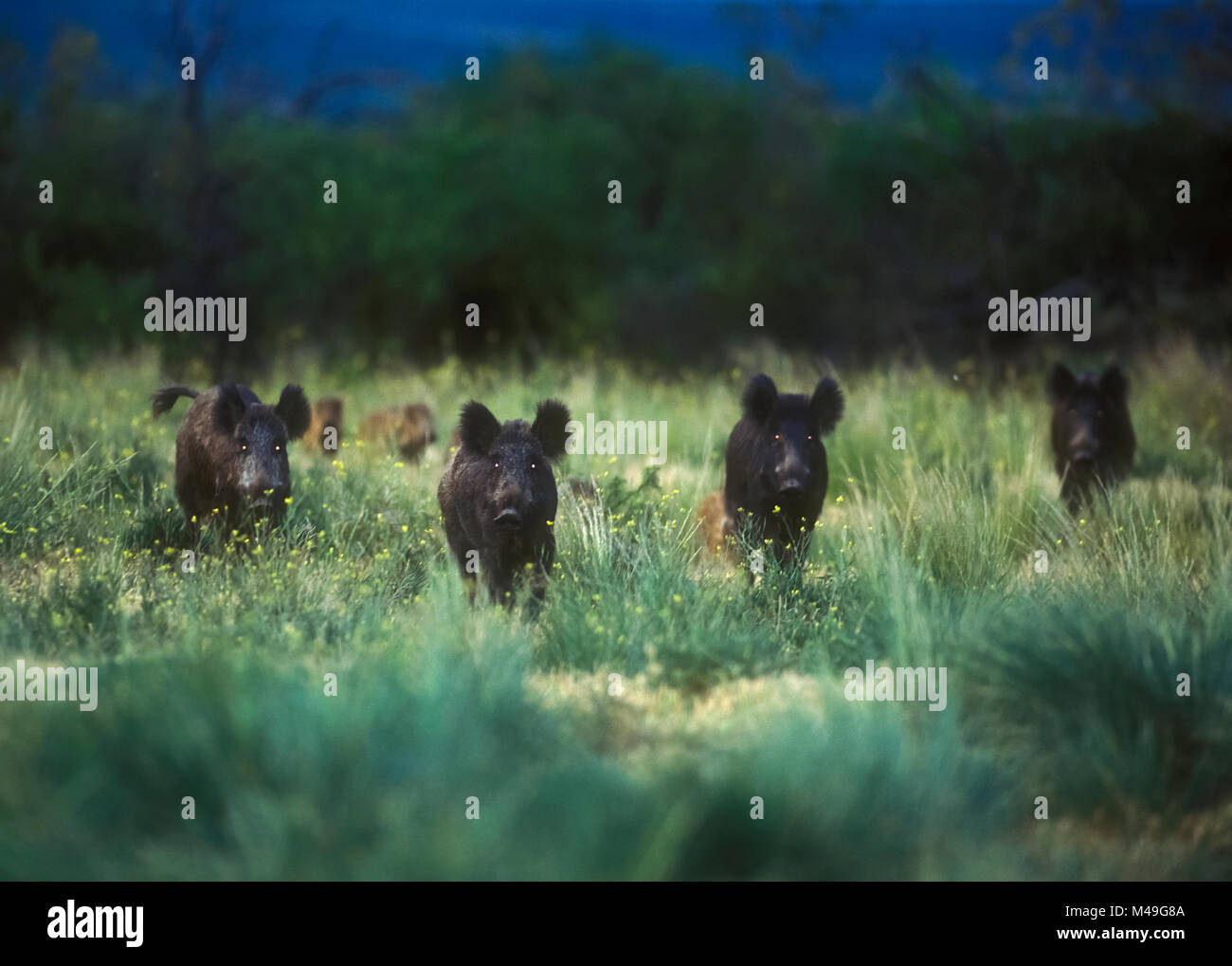 Wild boar (Sus scrofa) eyes glowing at dusk, introduced species in La ...
