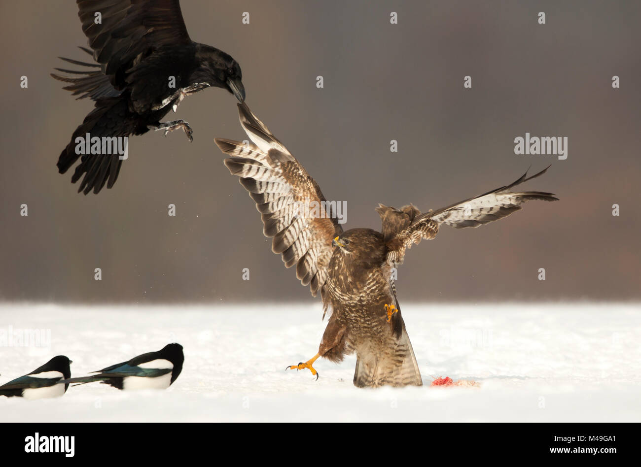 Raven fighting hi-res stock photography and images - Alamy