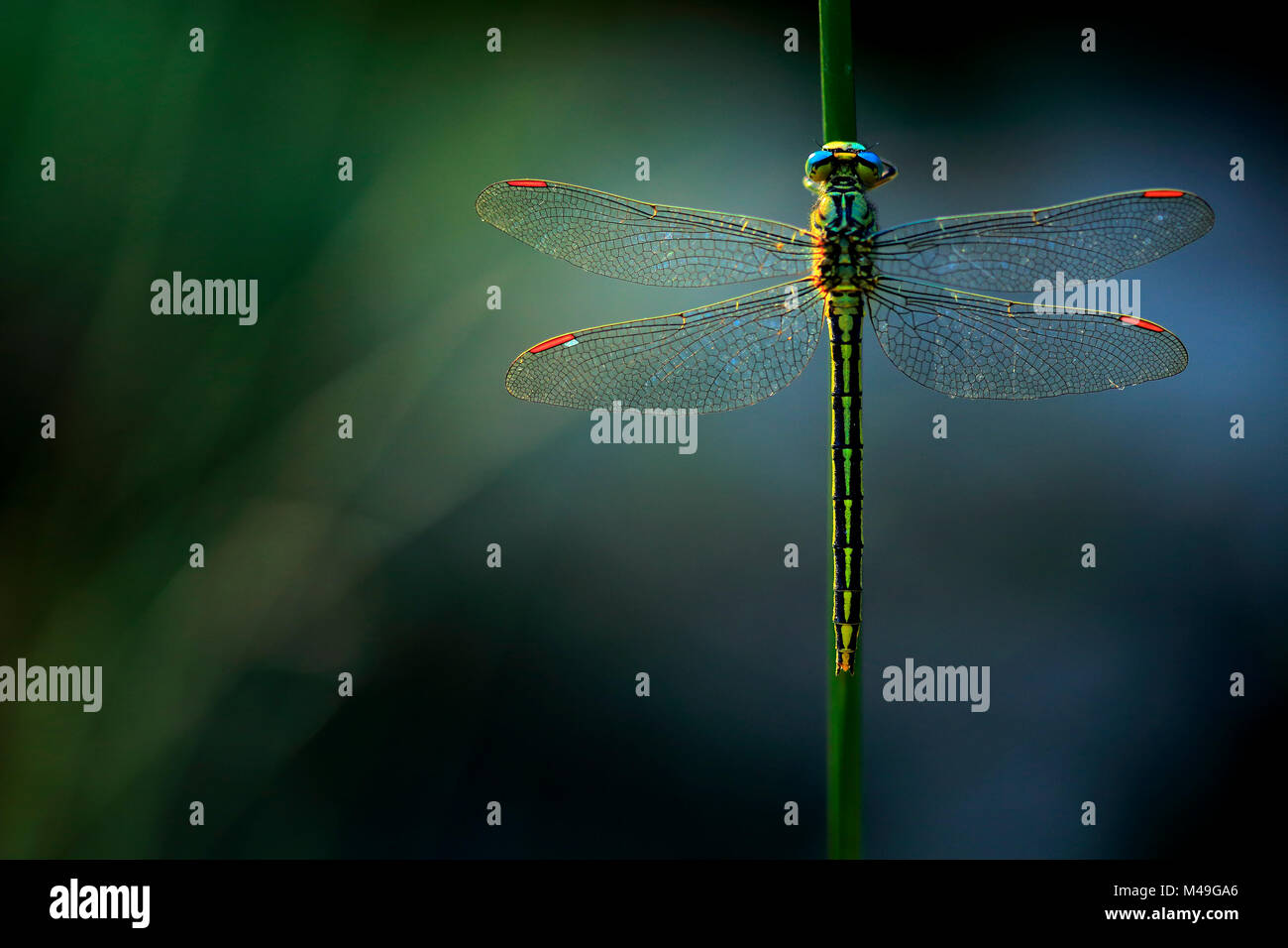 Clubtailed dragonflies hi-res stock photography and images - Alamy