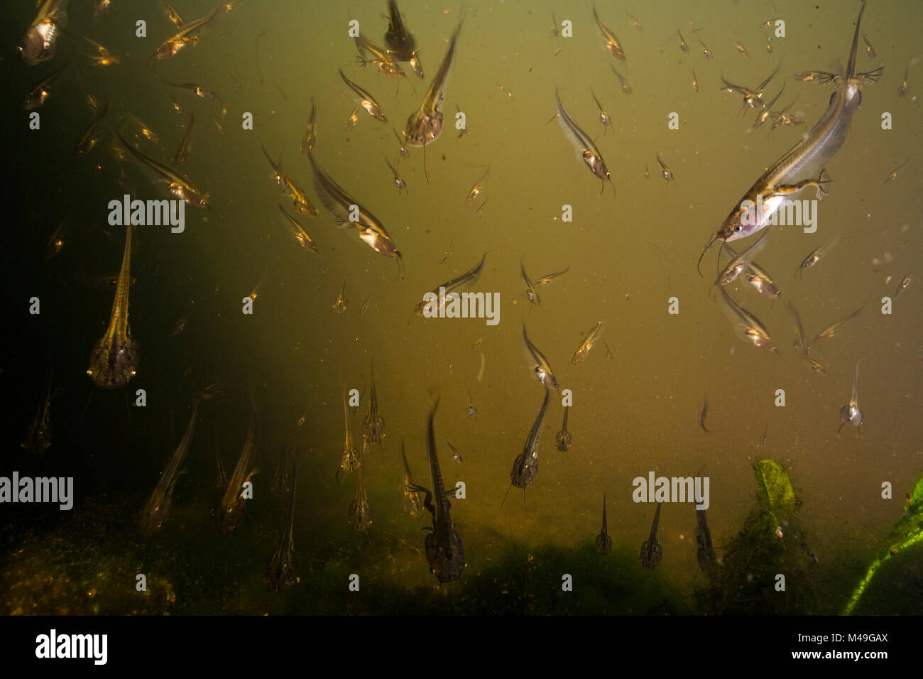 Xenopus laevis tadpoles hi-res stock photography and images - Alamy