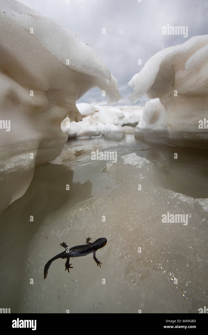 Alpine salamanders hi-res stock photography and images - Alamy
