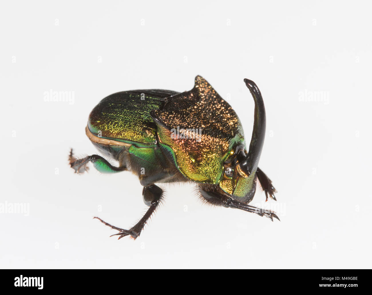 Rainbow scarab (Phanaeus vindex) male on white background. Florida, USA ...