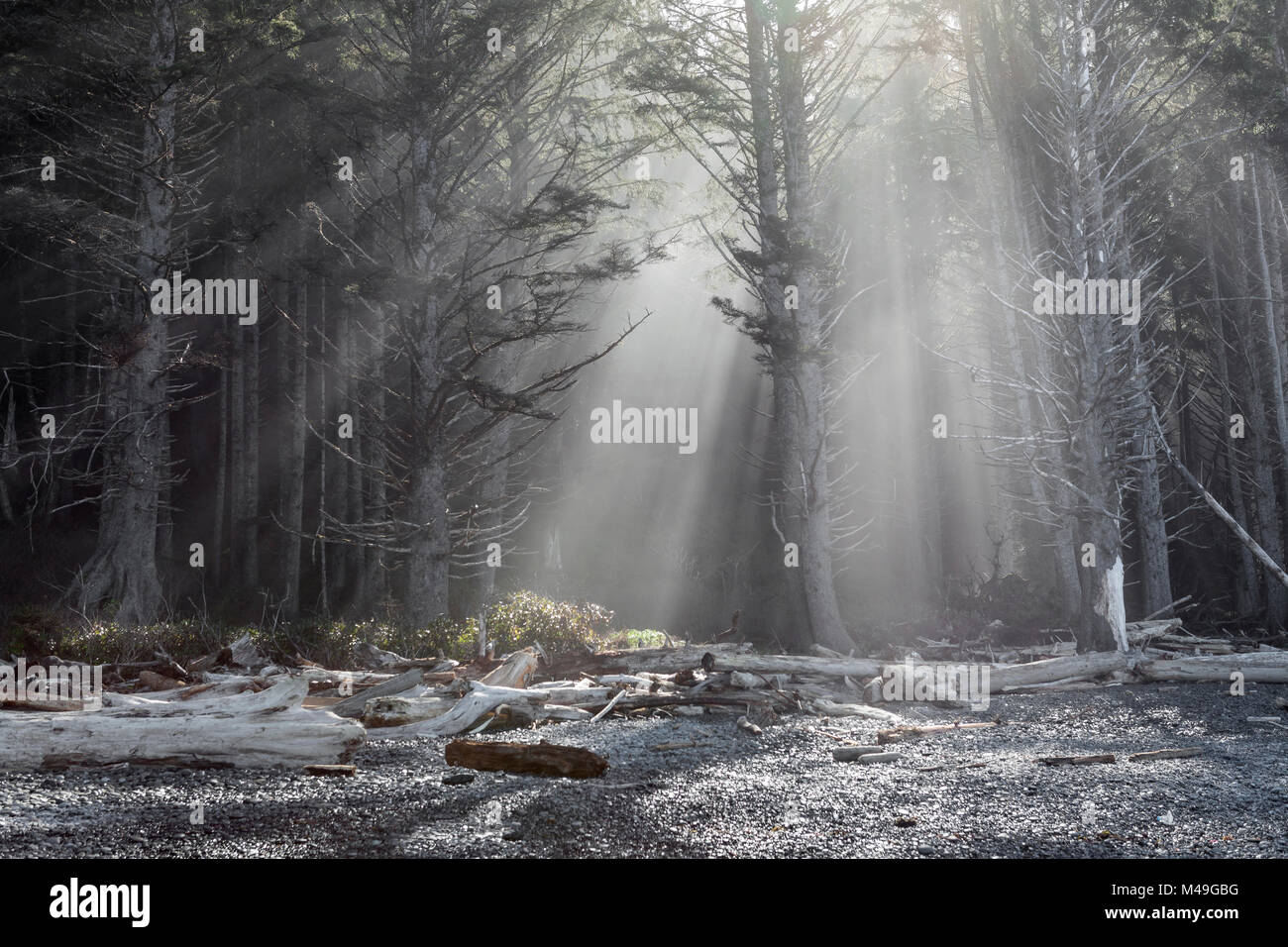 Sunlight through fog at Rialto Beach, Olympic National Park, Washington ...
