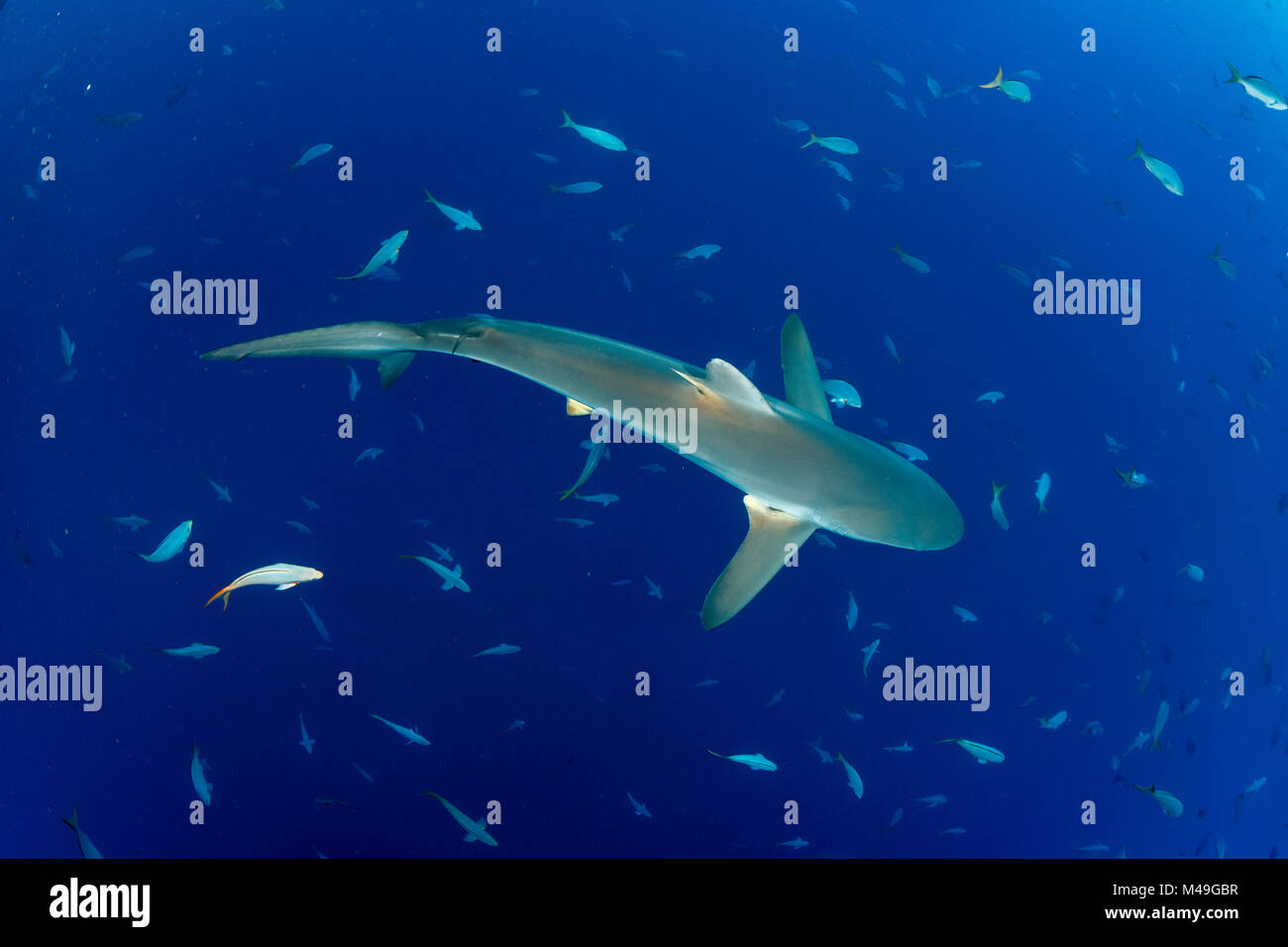 Silky shark (Carcharhinus falciformis) San Benedicto Island ...
