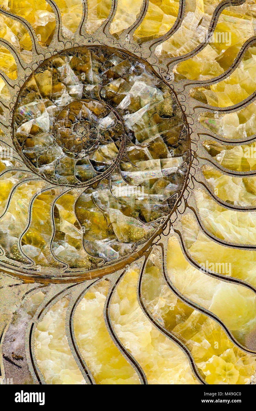 Sectioned fossil ammonite where the shell material has been replaced by ...