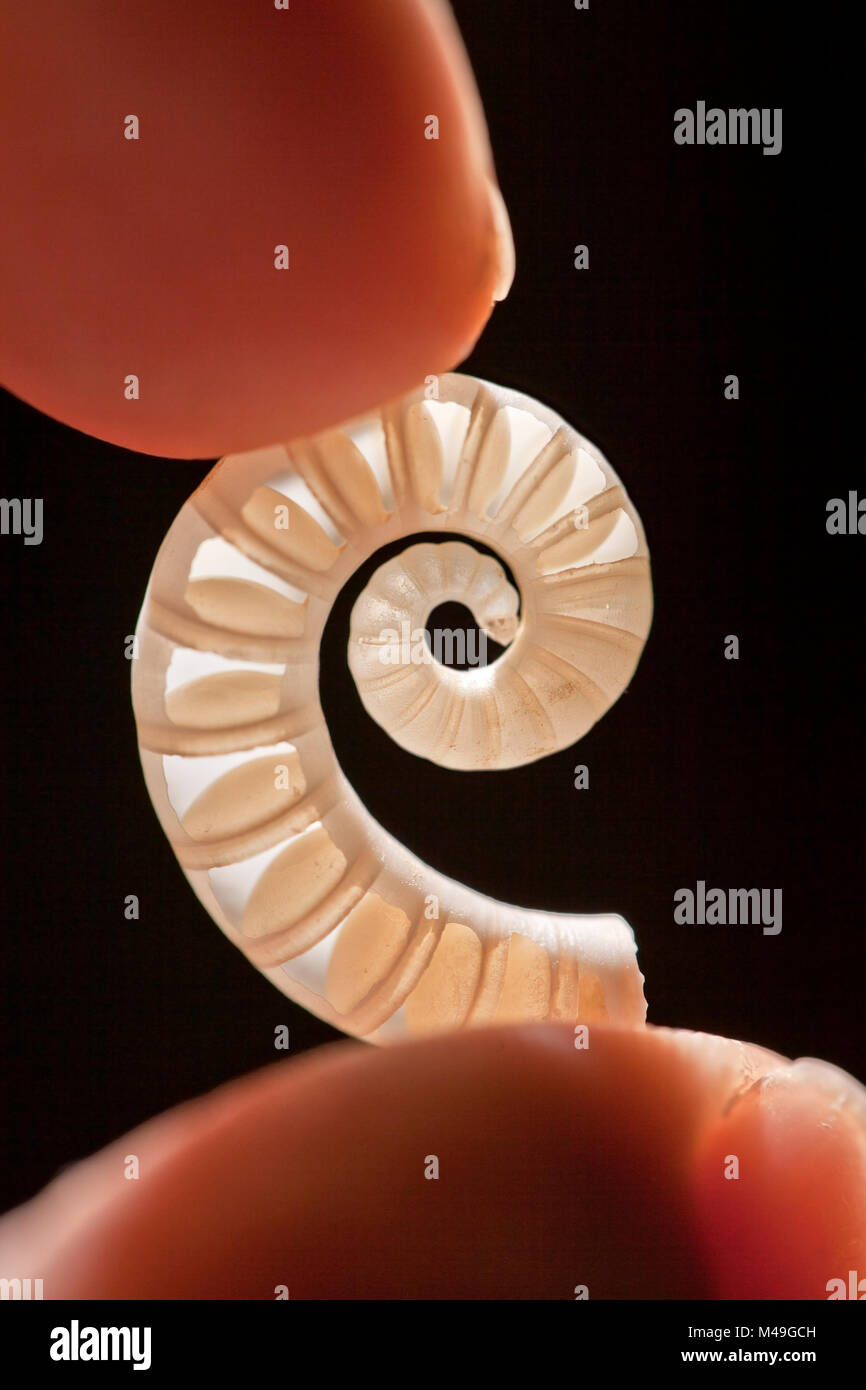 Spiral animals hi-res stock photography and images - Alamy
