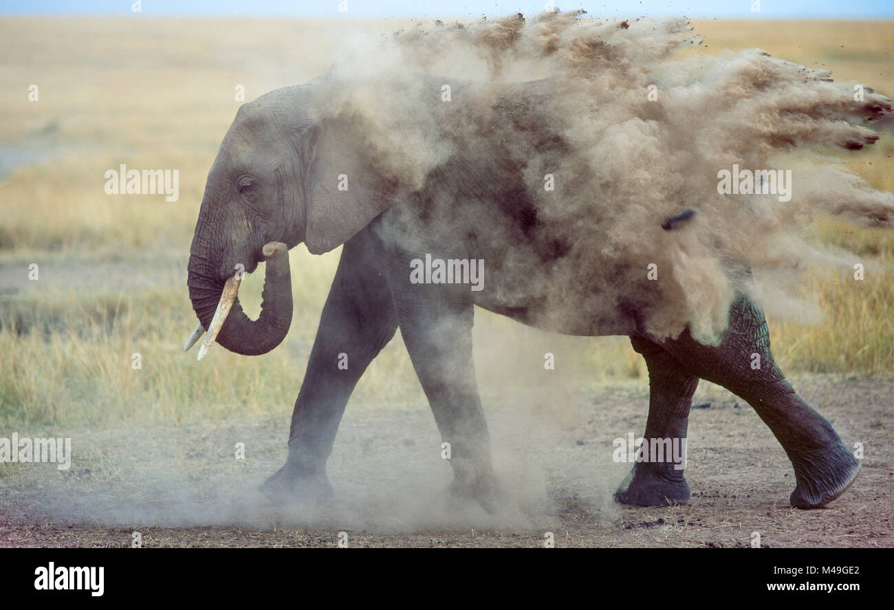 Side view of an elephant blowing sand hi-res stock photography and ...