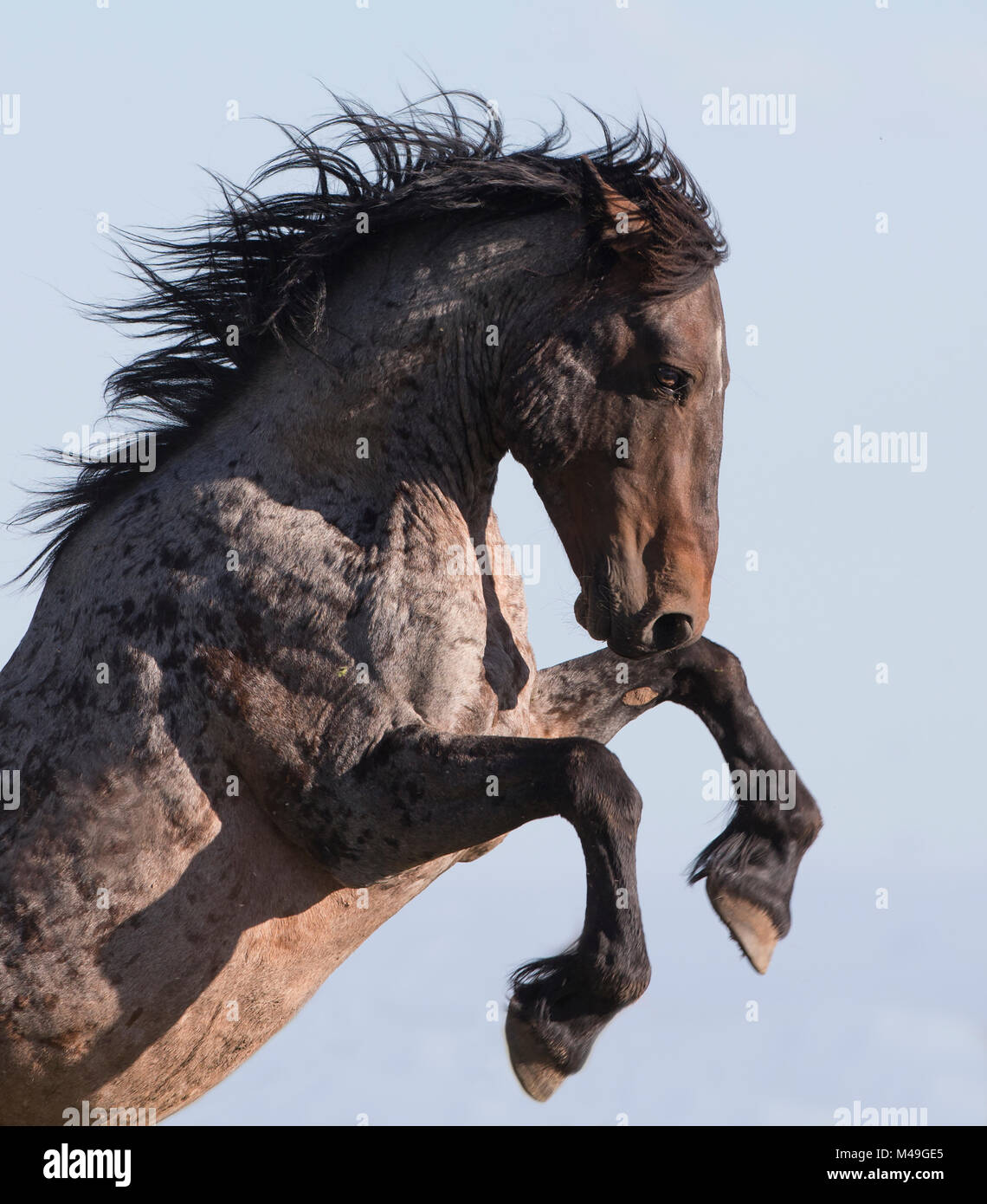 Wild Mustang horse rearing, Pryor mountains, Montana, USA. June Stock ...