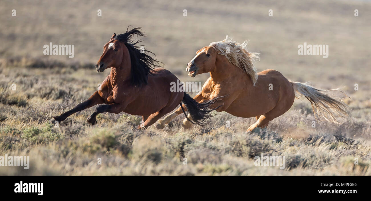 Wild Mustang stallion chasing another away from his family in White ...