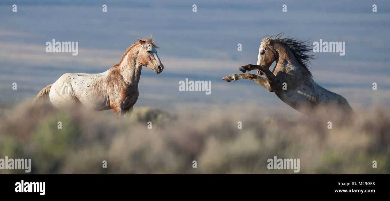 Two wild Mustang stallions fighting in White Mountain Herd Area ...