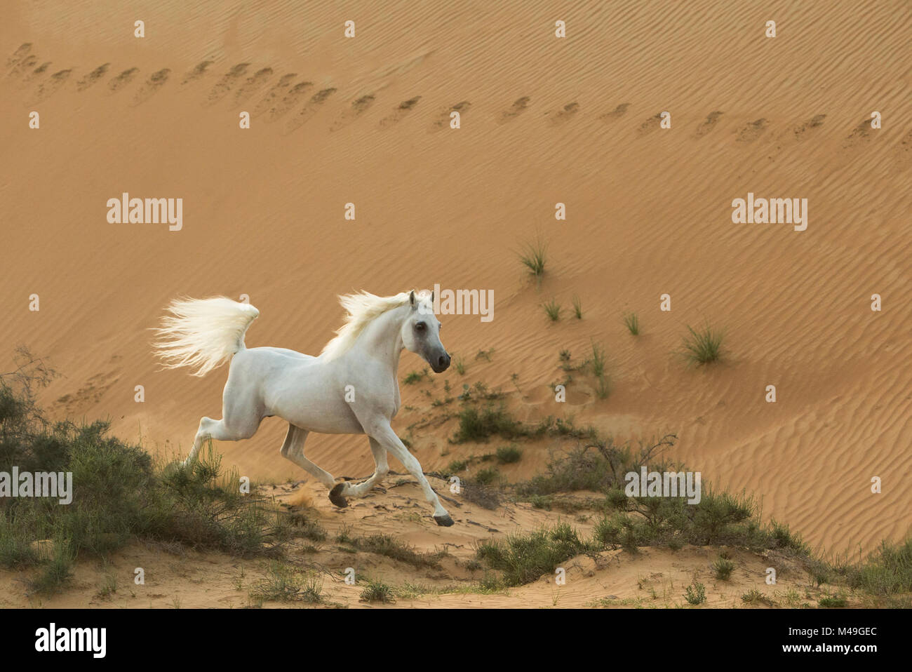 Grey Arabian stallion running in desert dunes near Dubai, United Arab ...