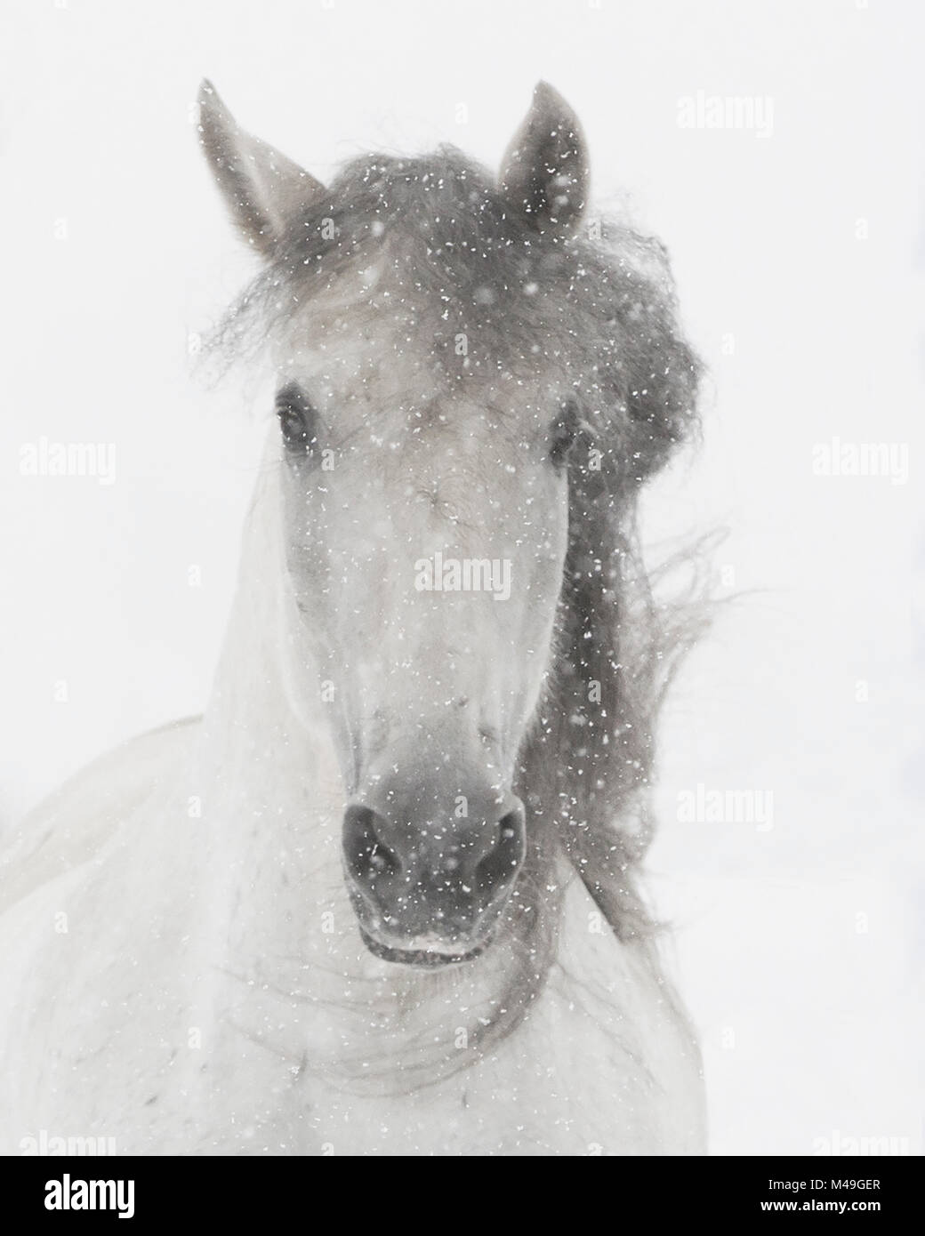 Head portrait of grey almost white Andalusian mare running in snow ...