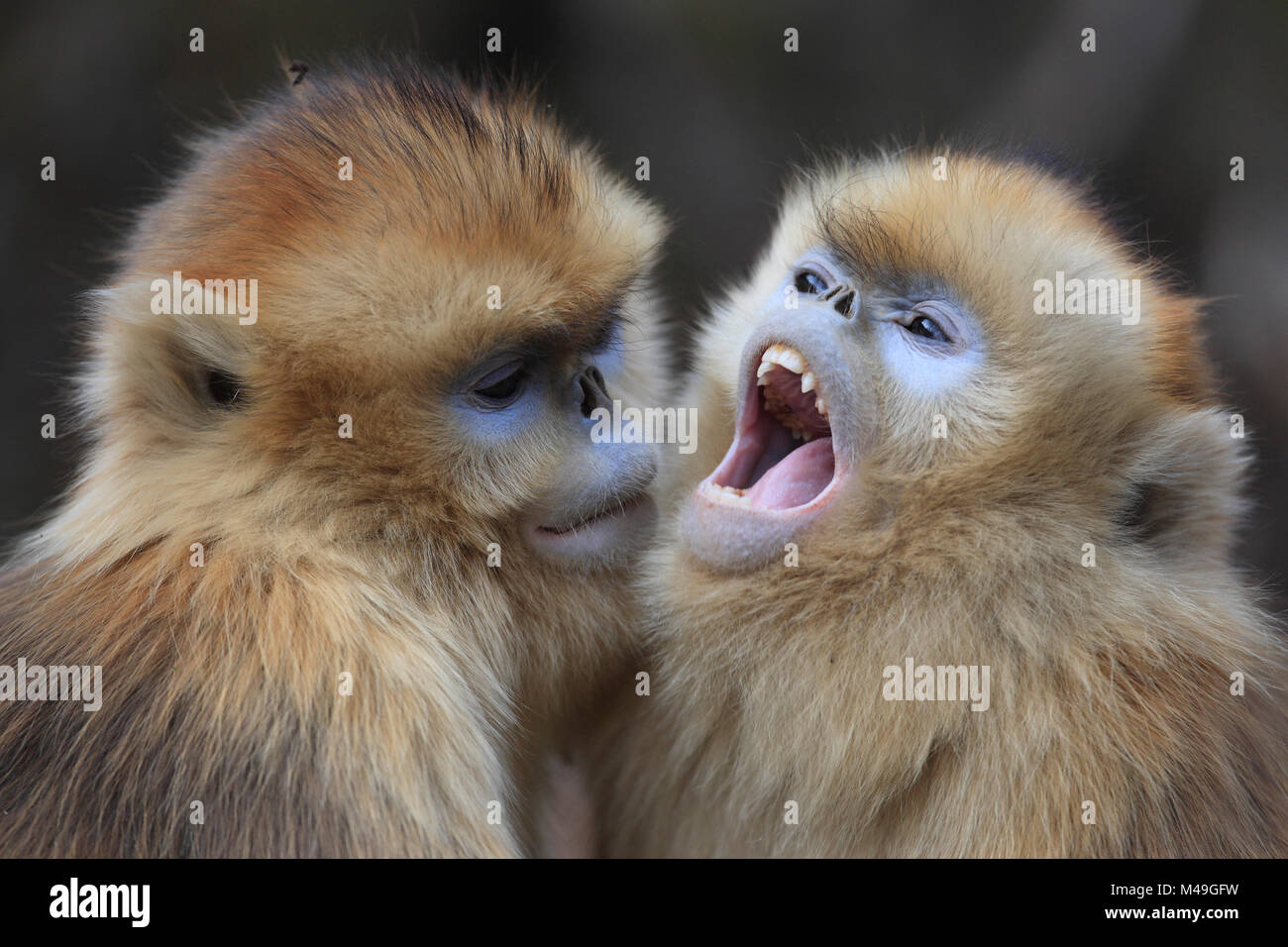 Golden monkey (Rhinopithecus roxellana) juveniles interacting, Qinling ...
