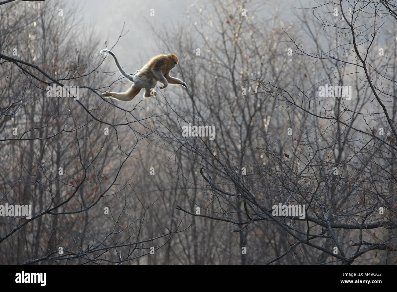 Golden snub nosed monkey asia jumping hi-res stock photography and ...