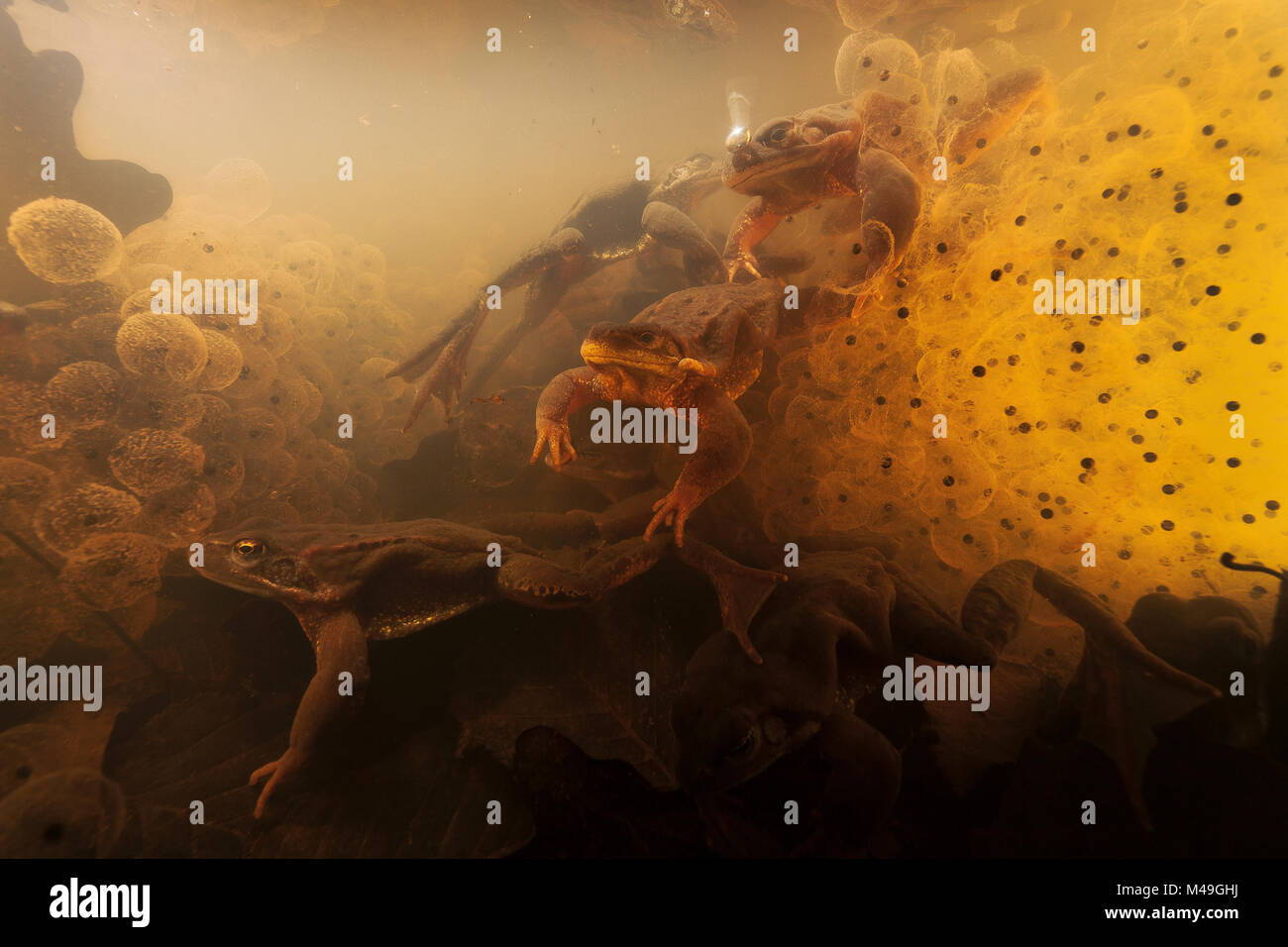 French frogs hi-res stock photography and images - Alamy