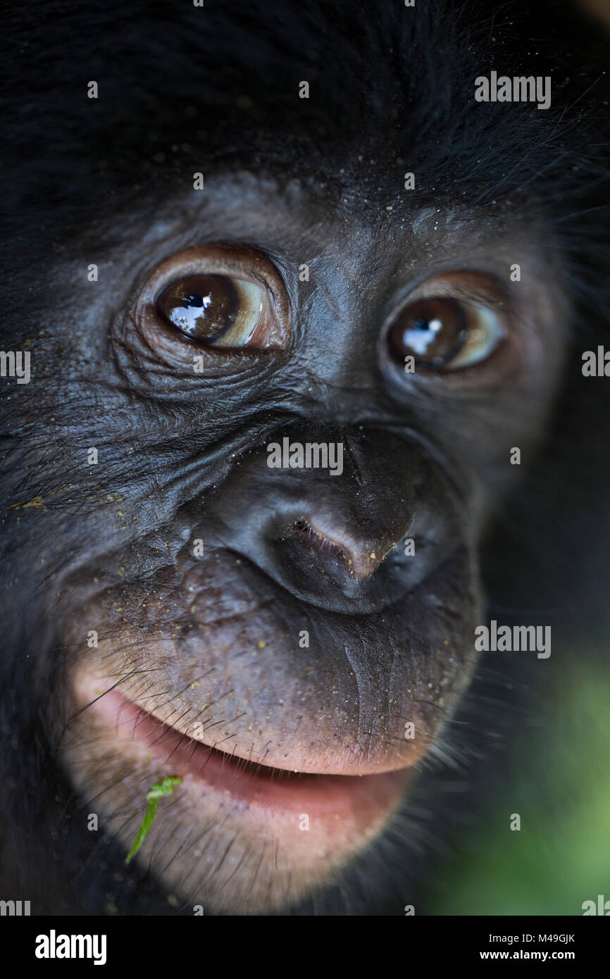 Bonobo (Pan paniscus) head portrait of young orphan in Lola Ya Bonobo ...