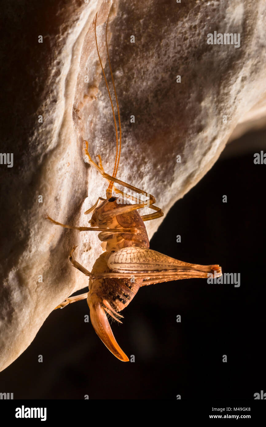 Cave crickets hi-res stock photography and images - Alamy