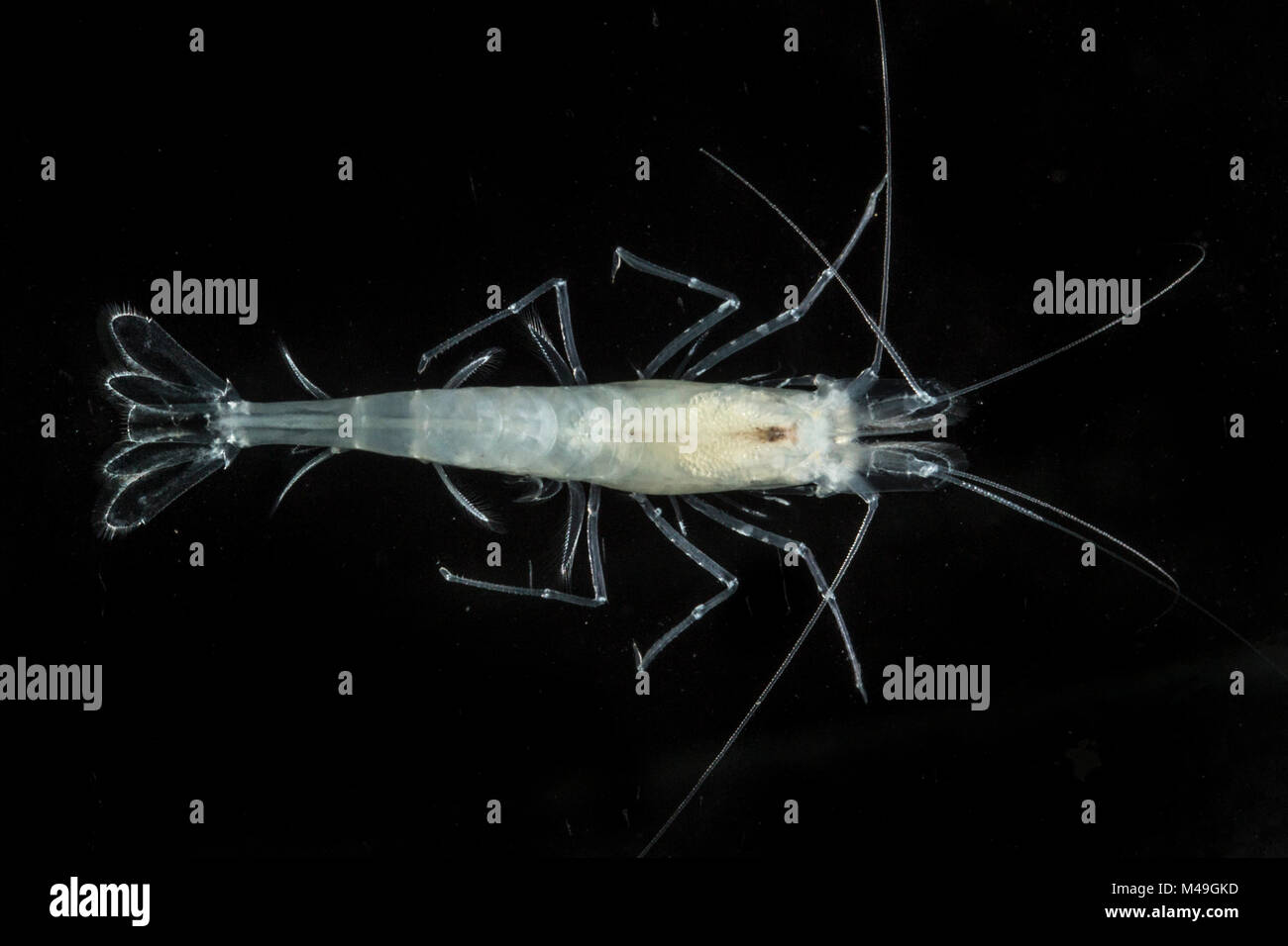 Cave shrimp (Troglocaris anophthalmus), a true troglobite (living only ...