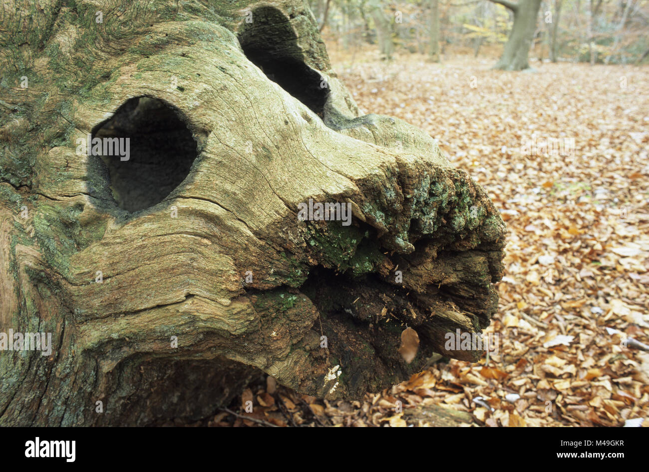 Old tree trunk on woodland floor resembling the head of an animal such ...
