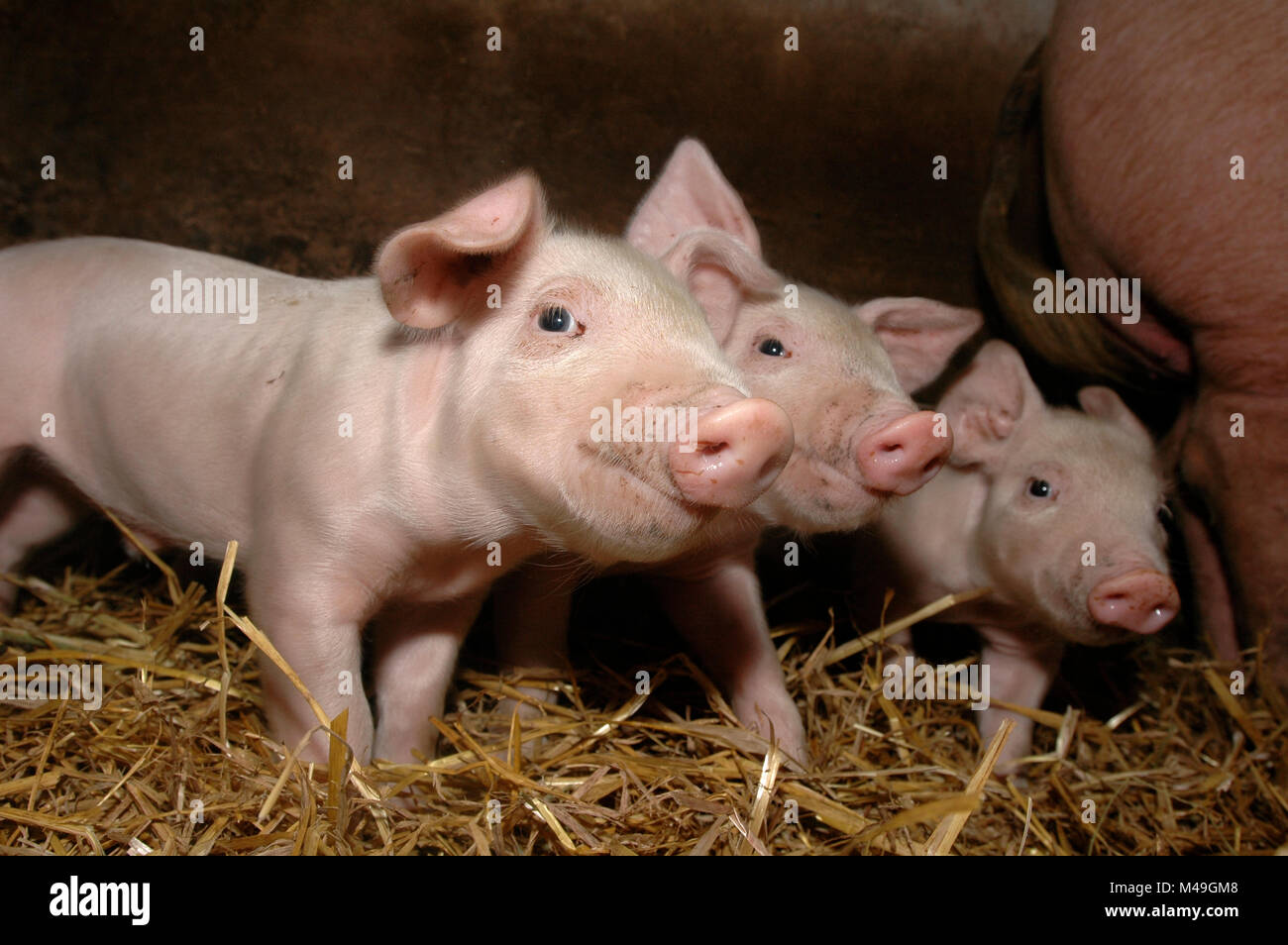 Hairy piglet hi-res stock photography and images - Alamy