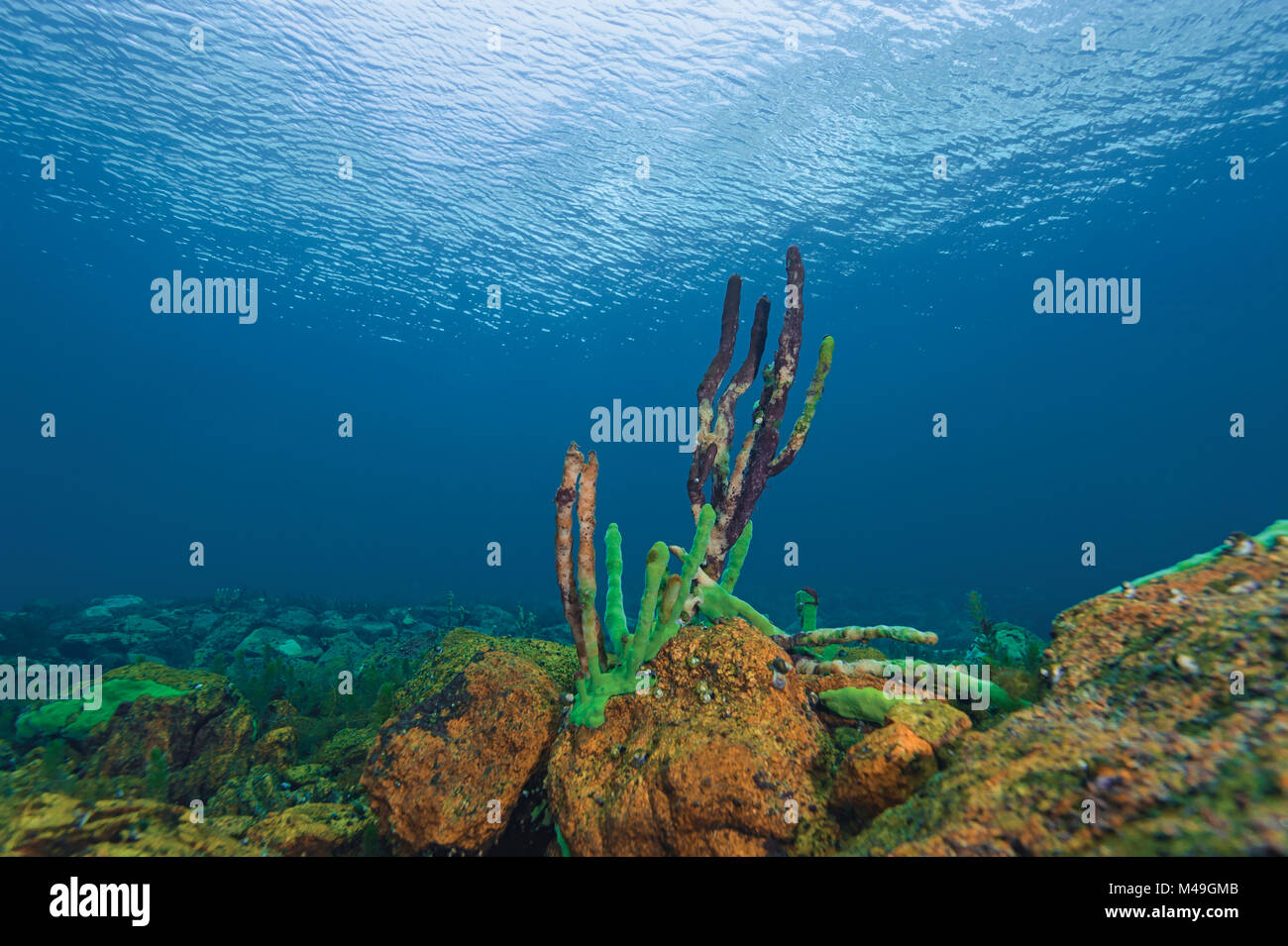 Sick sponge, stricken by a Cyanobacteria, Lake Baikal, Siberia, Russia ...