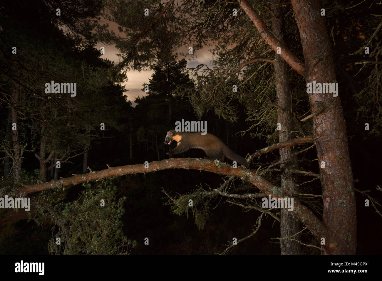 Pine marten running hi-res stock photography and images - Alamy
