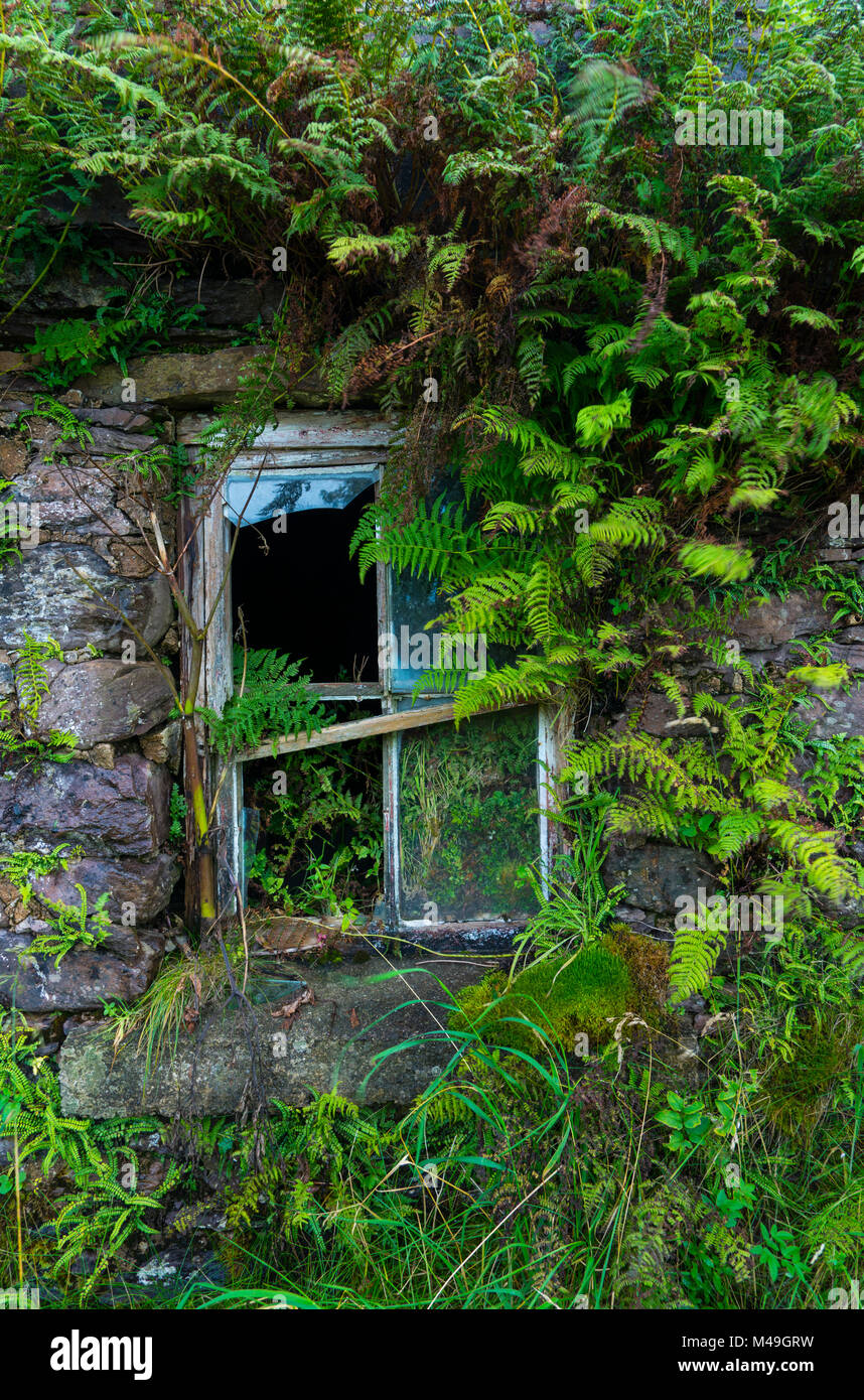 Broken window overgrown with ferns, Kells Seaside Area, Ring of Kerry ...