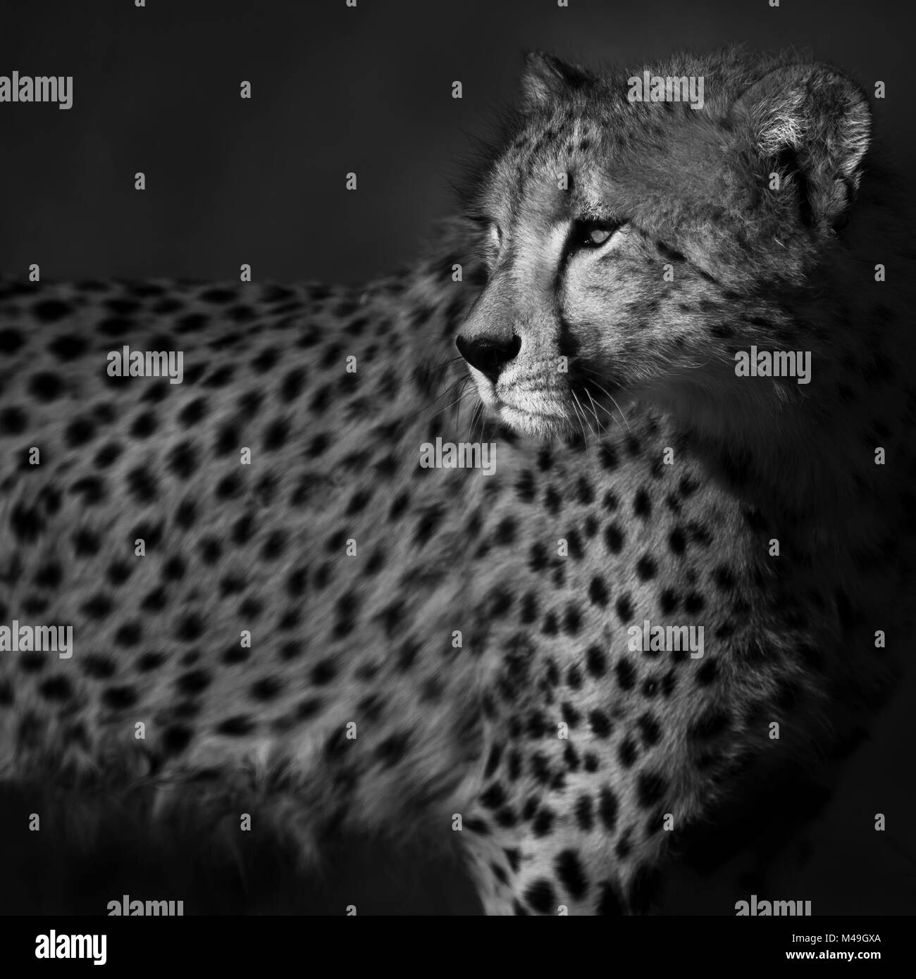 Carnivore animals hi-res stock photography and images - Alamy