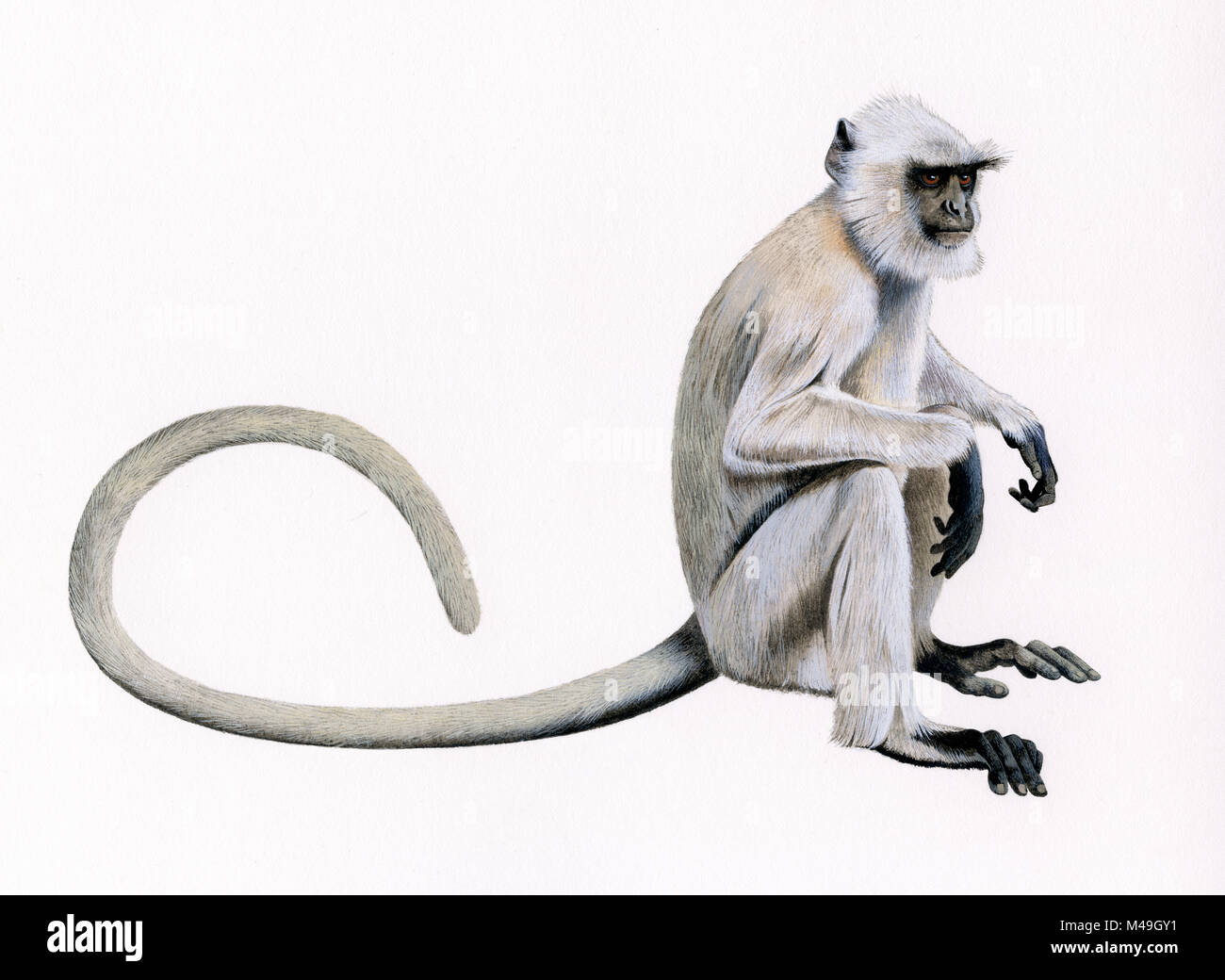 Chamba sacred langur (Semnopithecus ajax) illustration Stock Photo - Alamy