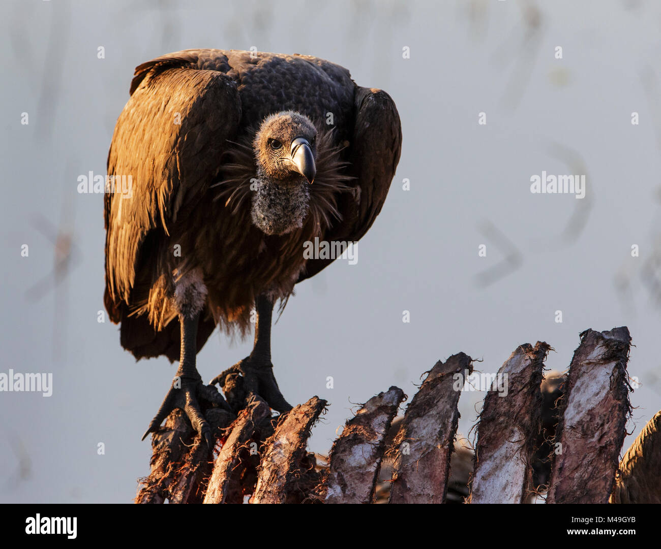 Botswanan birds hi-res stock photography and images - Alamy