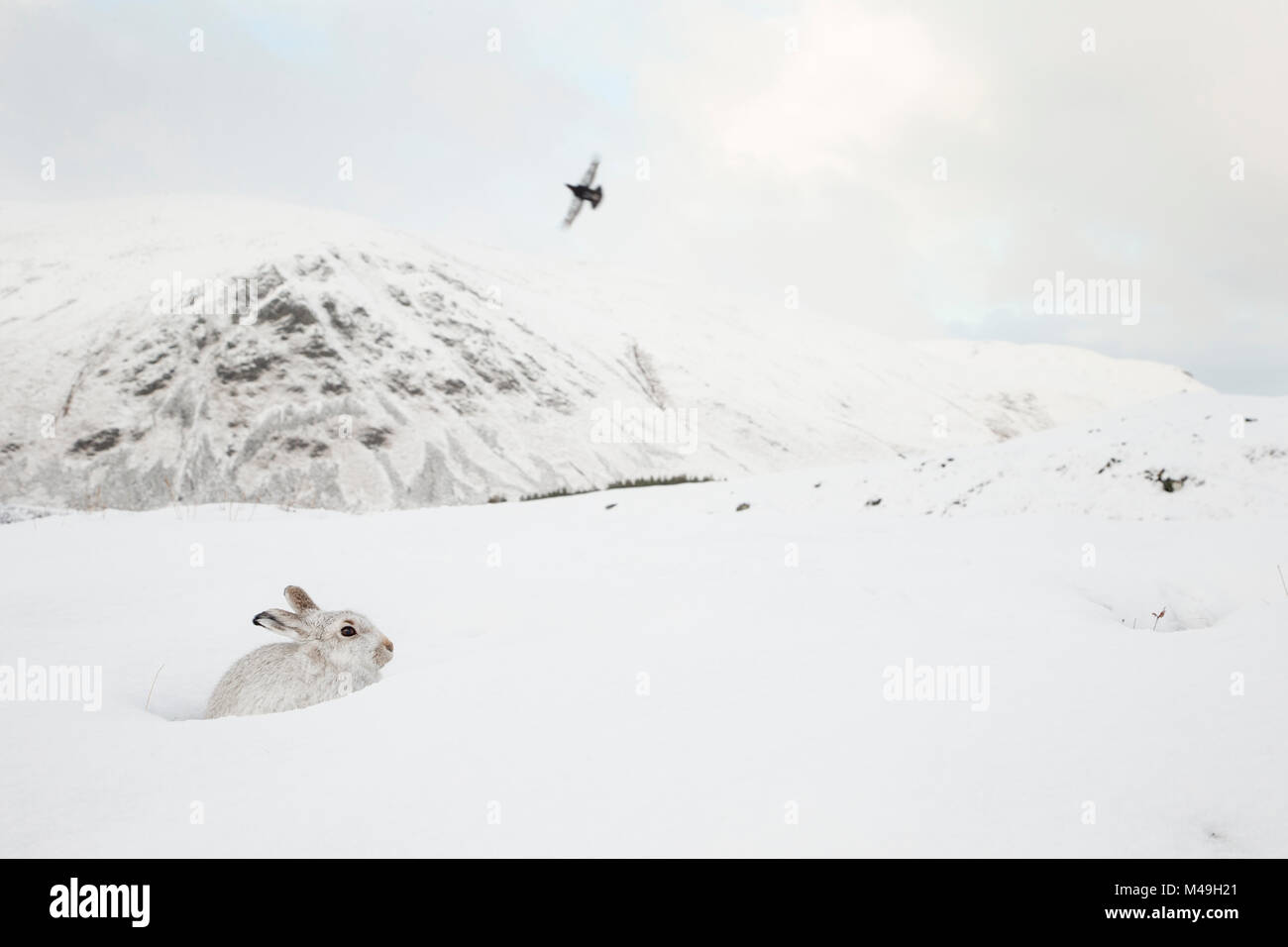 Flying red grouse hi-res stock photography and images - Alamy