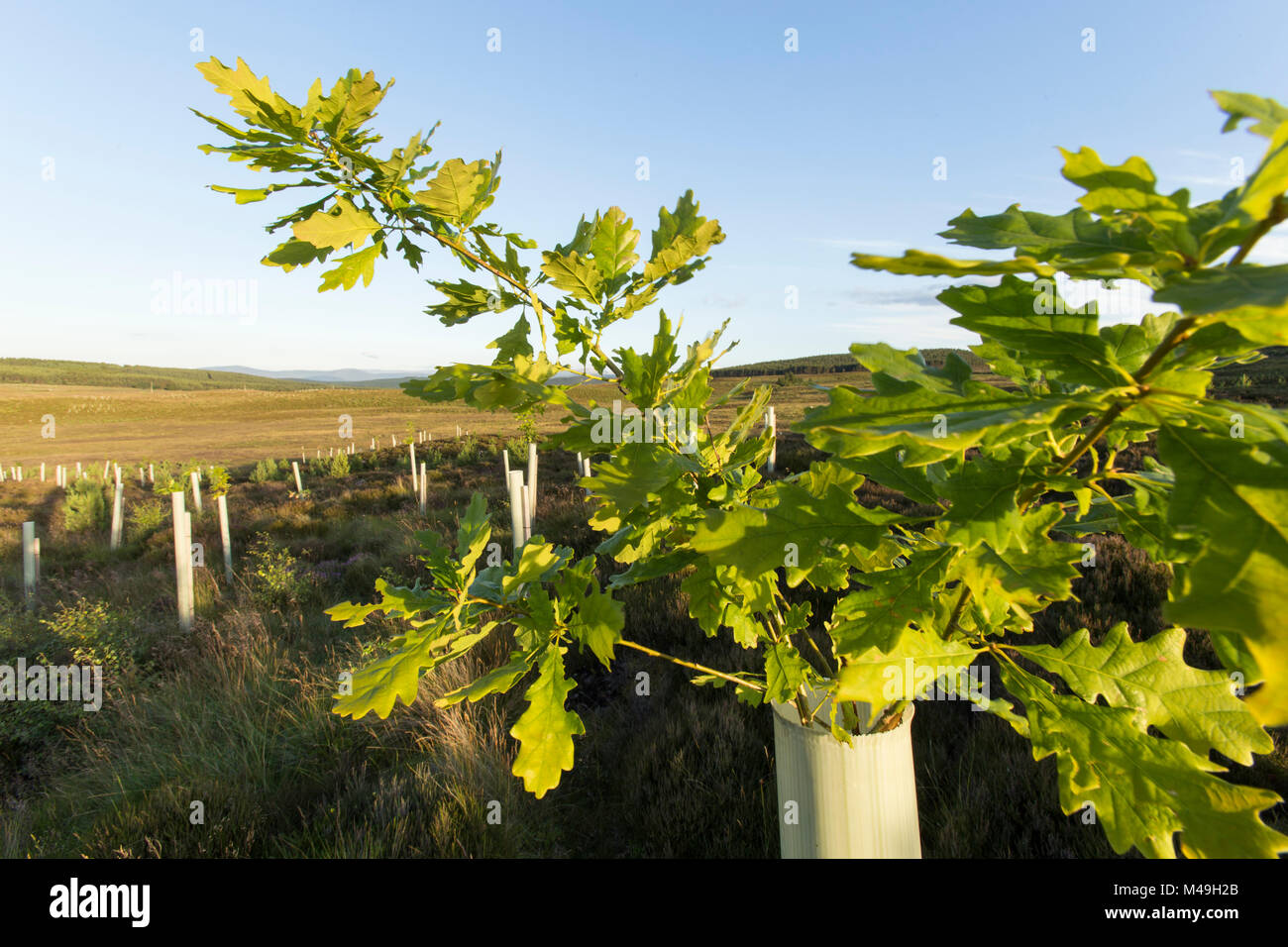 Oak sapling (Quercus robor) growing in tree guard on newly planted area ...