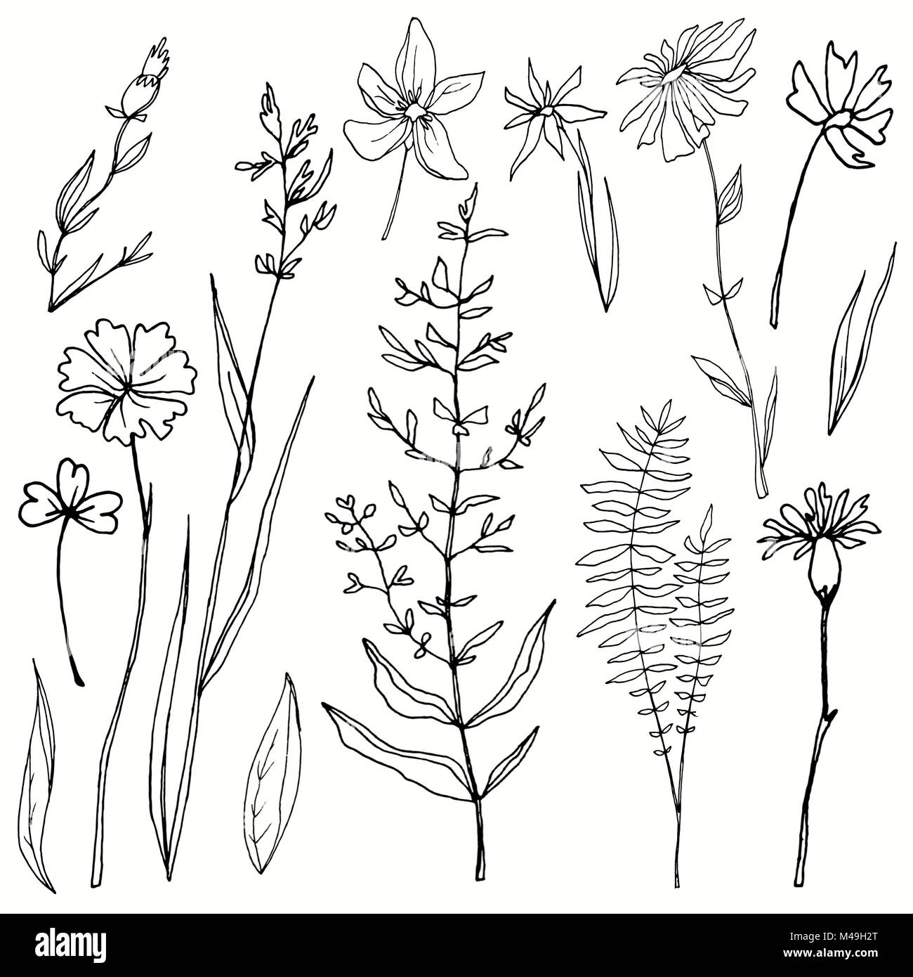 Set of contours of curly flowers and botanical plants. Isolated image ...