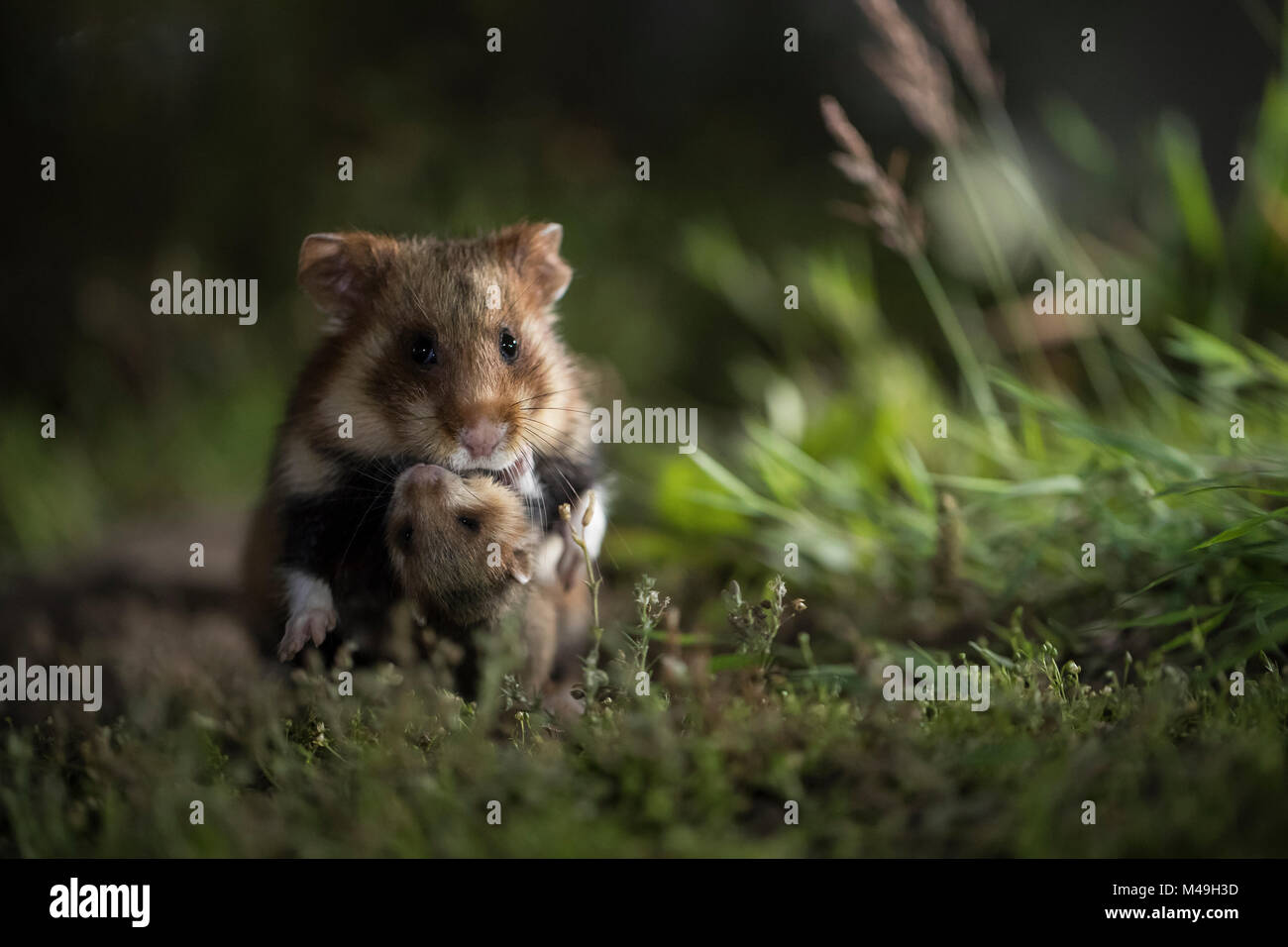 European hamster (Cricetus cricetus), mother carrying baby in grass ...