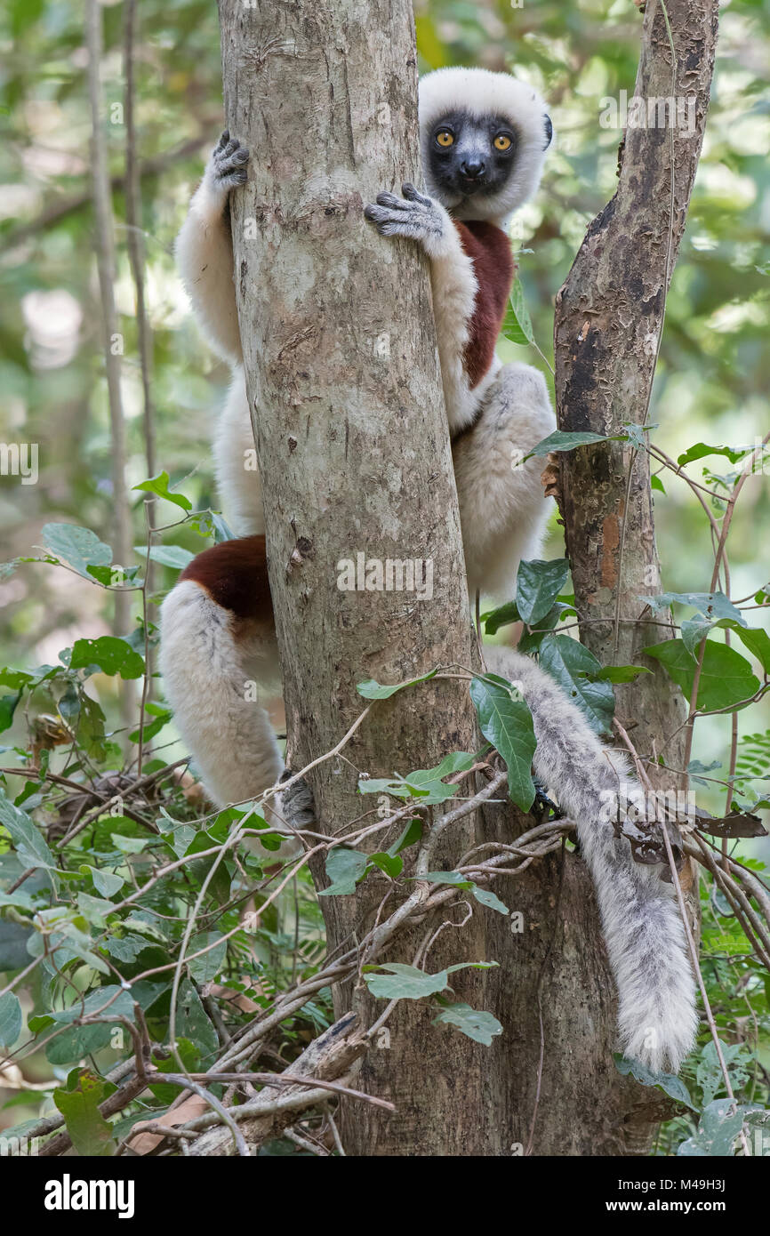 Propithecus damonis hi-res stock photography and images - Alamy