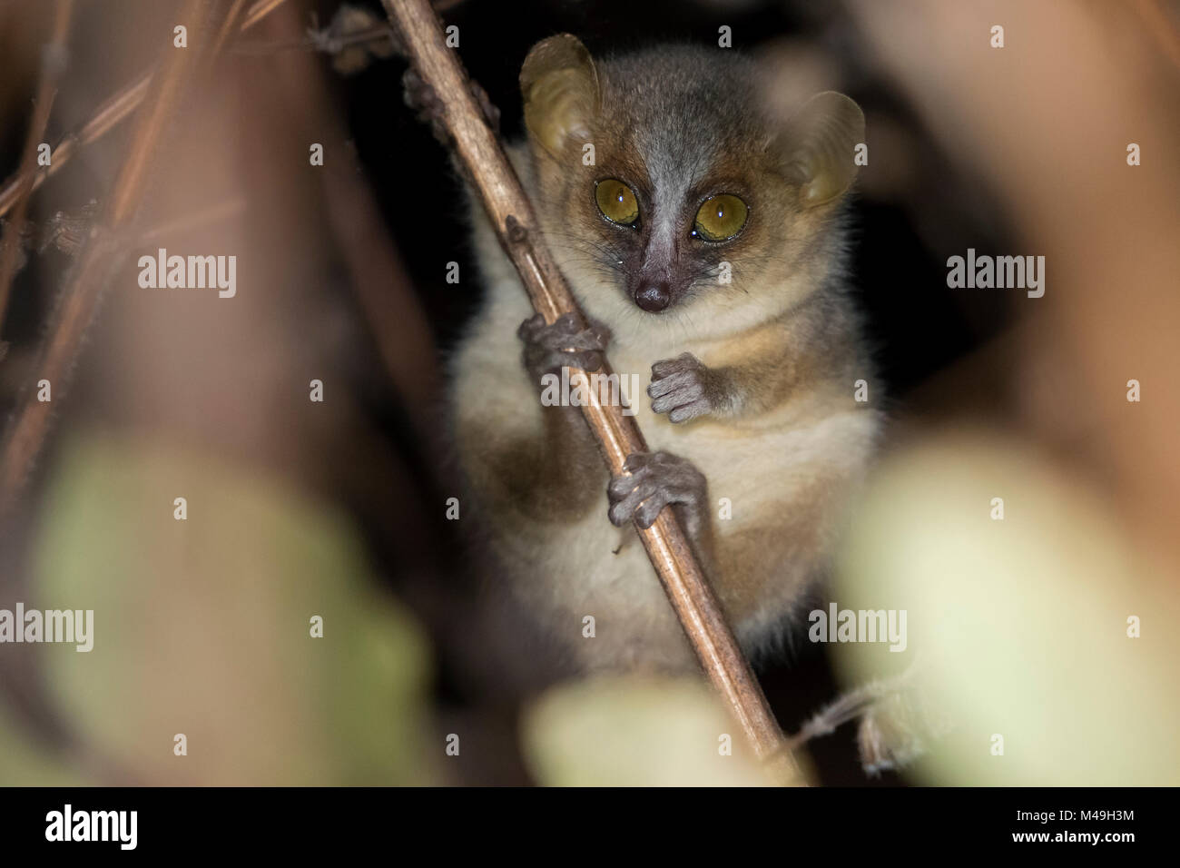 Golden-brown mouse lemur (Microcebus ravelobensis), Ankarafantsika ...