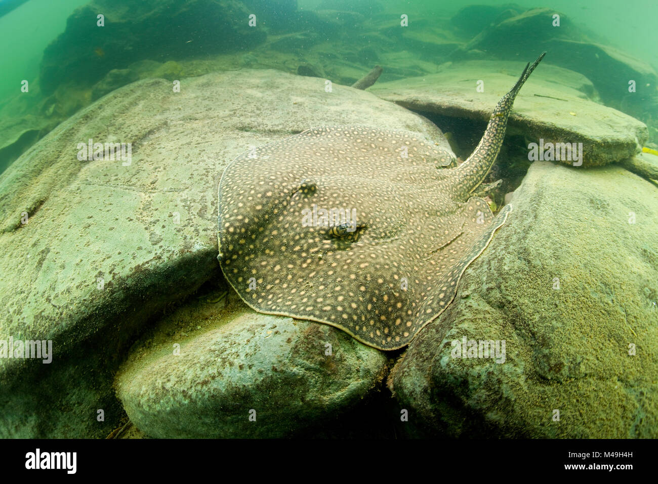 River stingray (Potamotrygon sp) Formoso River, Bonito, Mato Grosso do ...