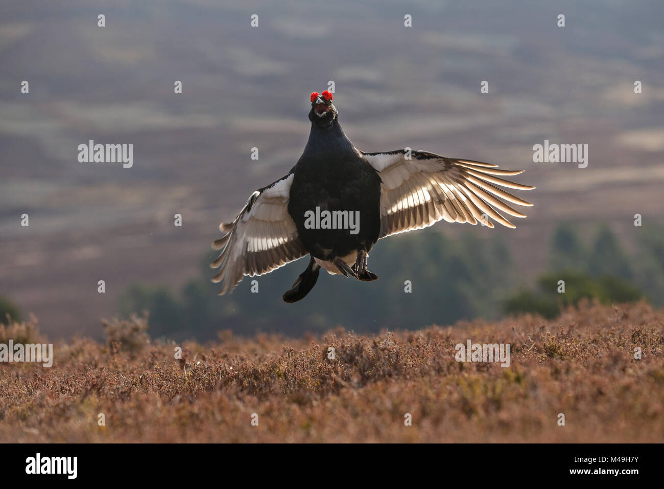 Flutter jumping hi-res stock photography and images - Alamy