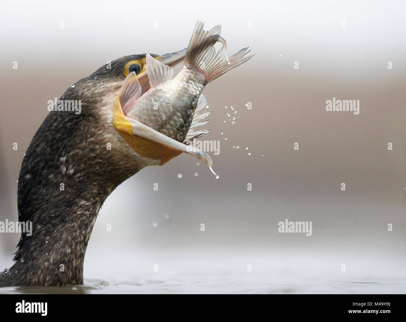 Cormorant (Phalacrocorax carbo) swallowing caught fish, Hungary January ...