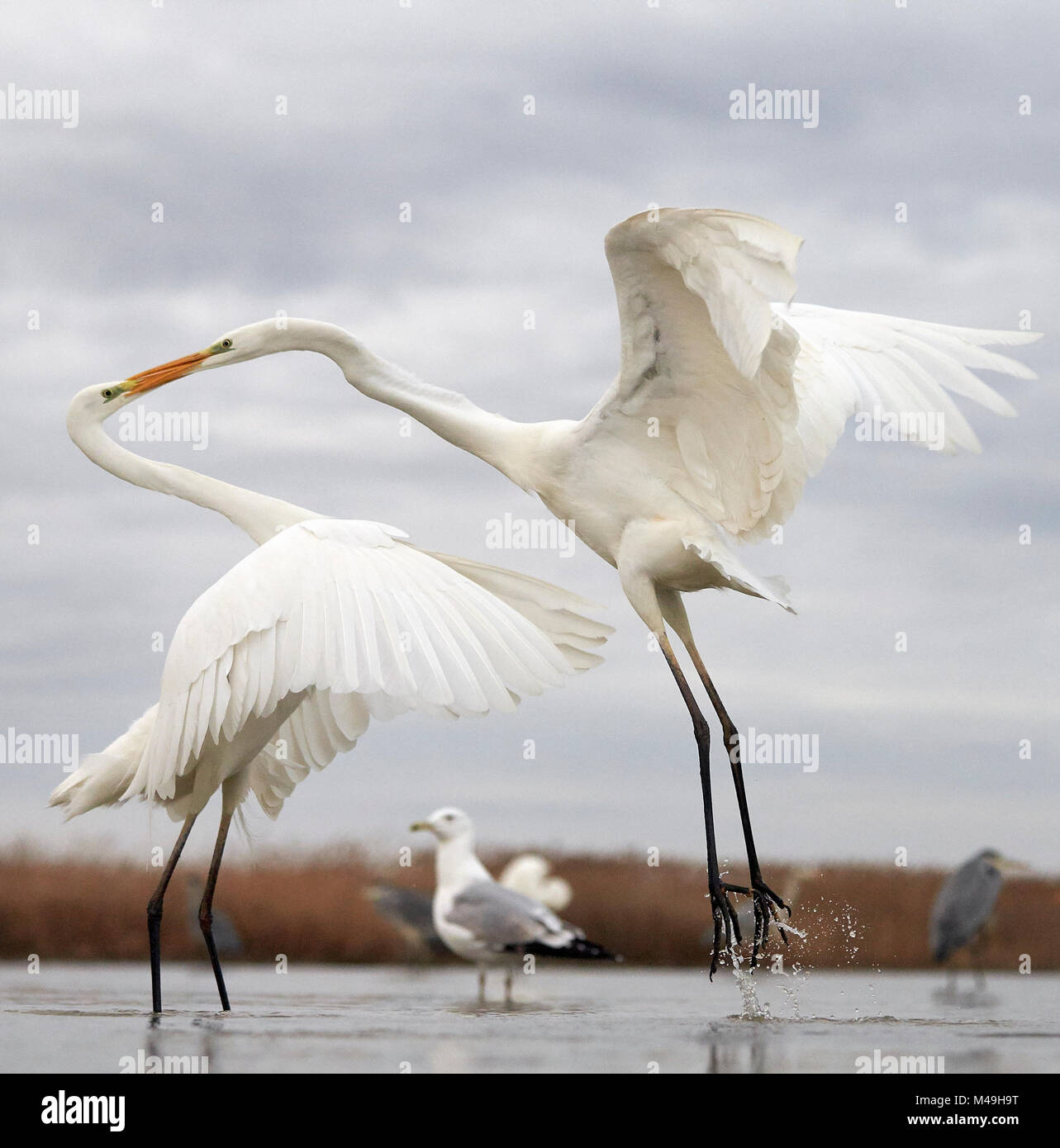 Great white egrets (Egretta alba) fighting over food, Hungary January ...