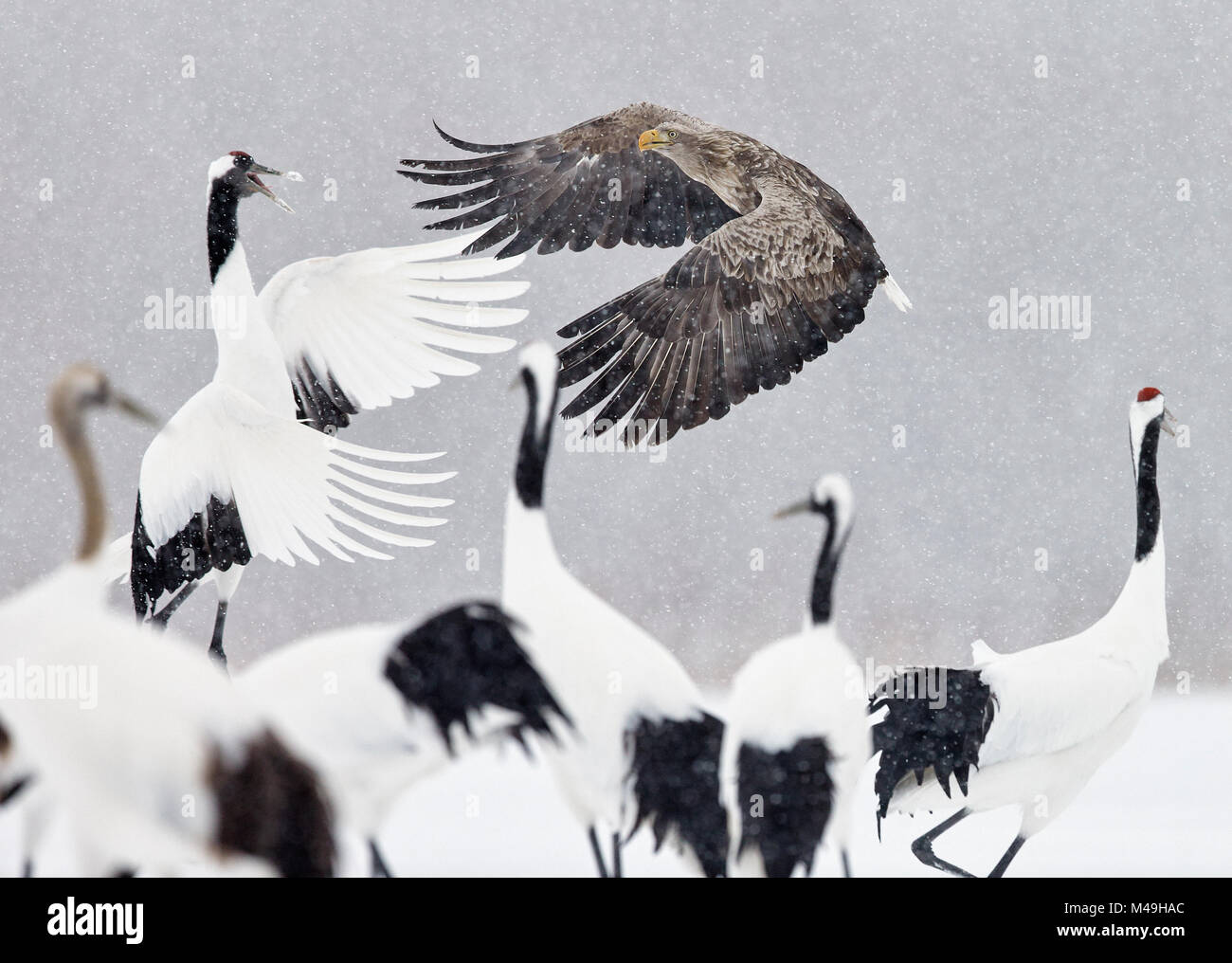 Manchurian cranes fighting hi-res stock photography and images - Alamy